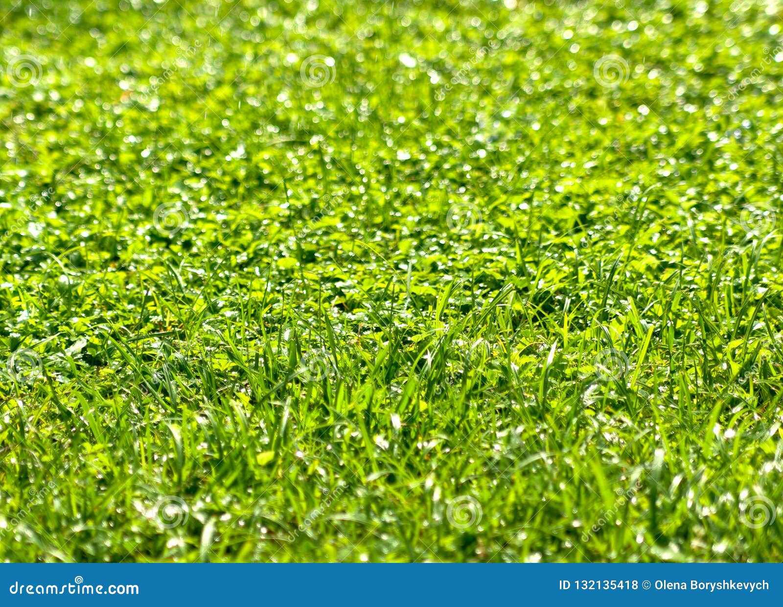 Background from Green Succulent Grass. Stock Photo - Image of plant ...