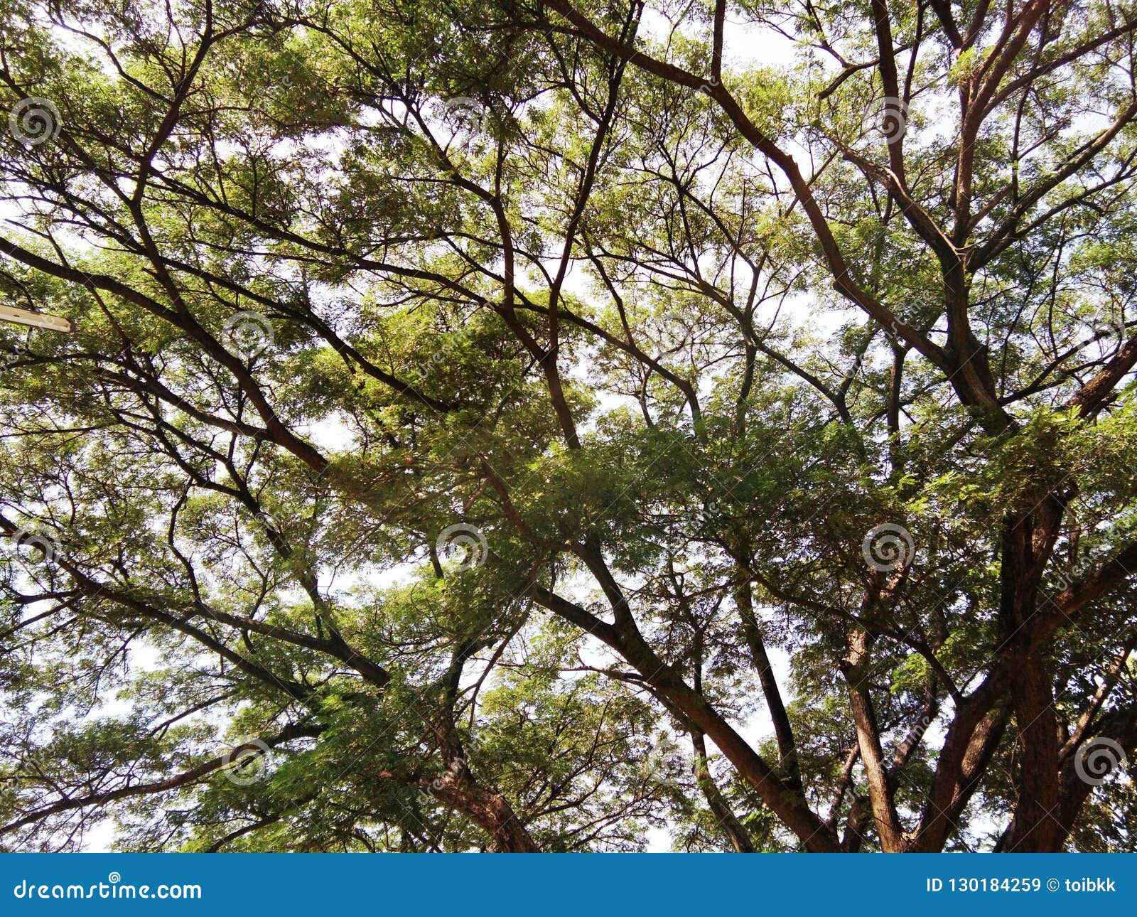 Green Tree and Branches on Cloudy Sky Stock Image - Image of abstract ...