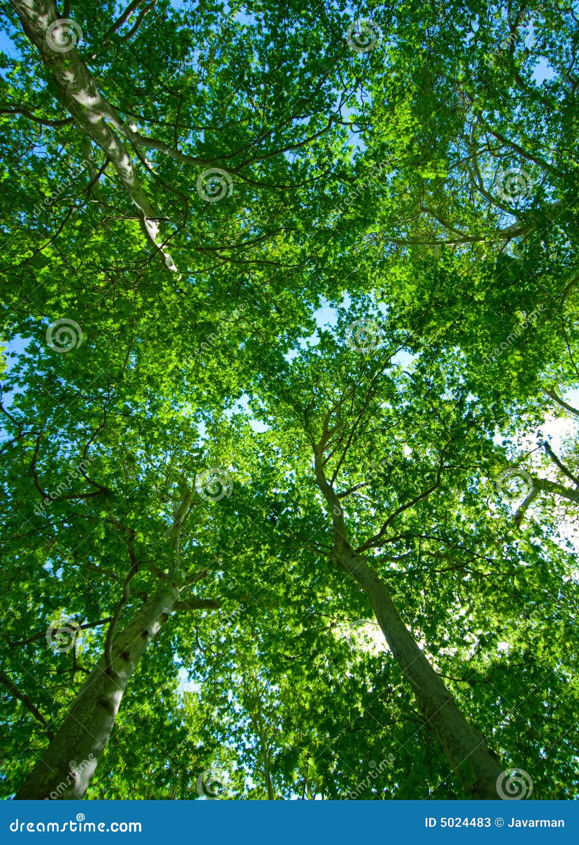 Background of green trees stock image. Image of focus - 5024483