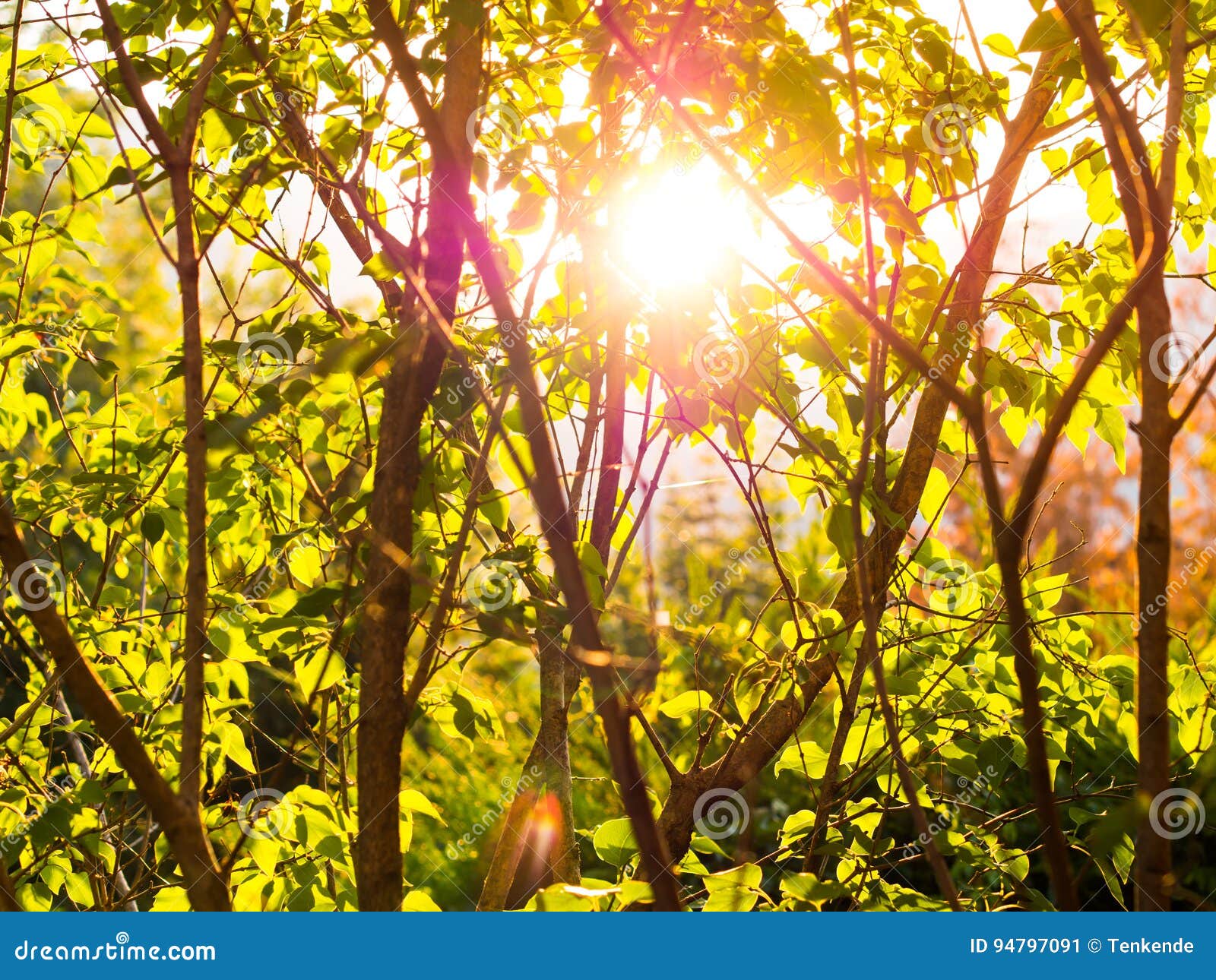 Background with Green Trees at Sunset Stock Image - Image of nature ...