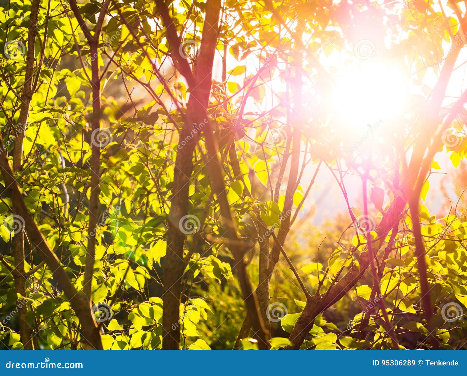Background with Green Trees at Sunset Stock Image - Image of forest ...