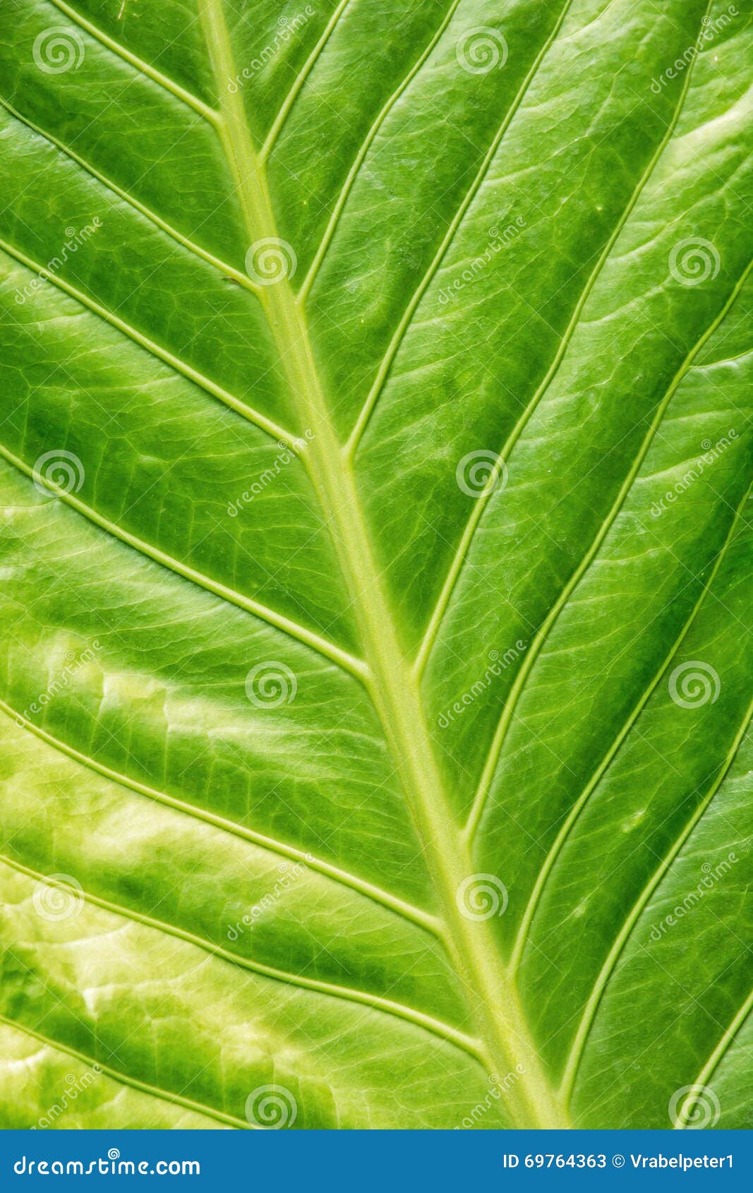 Background of Green Tropical Leaf Stock Image - Image of botany, detail ...