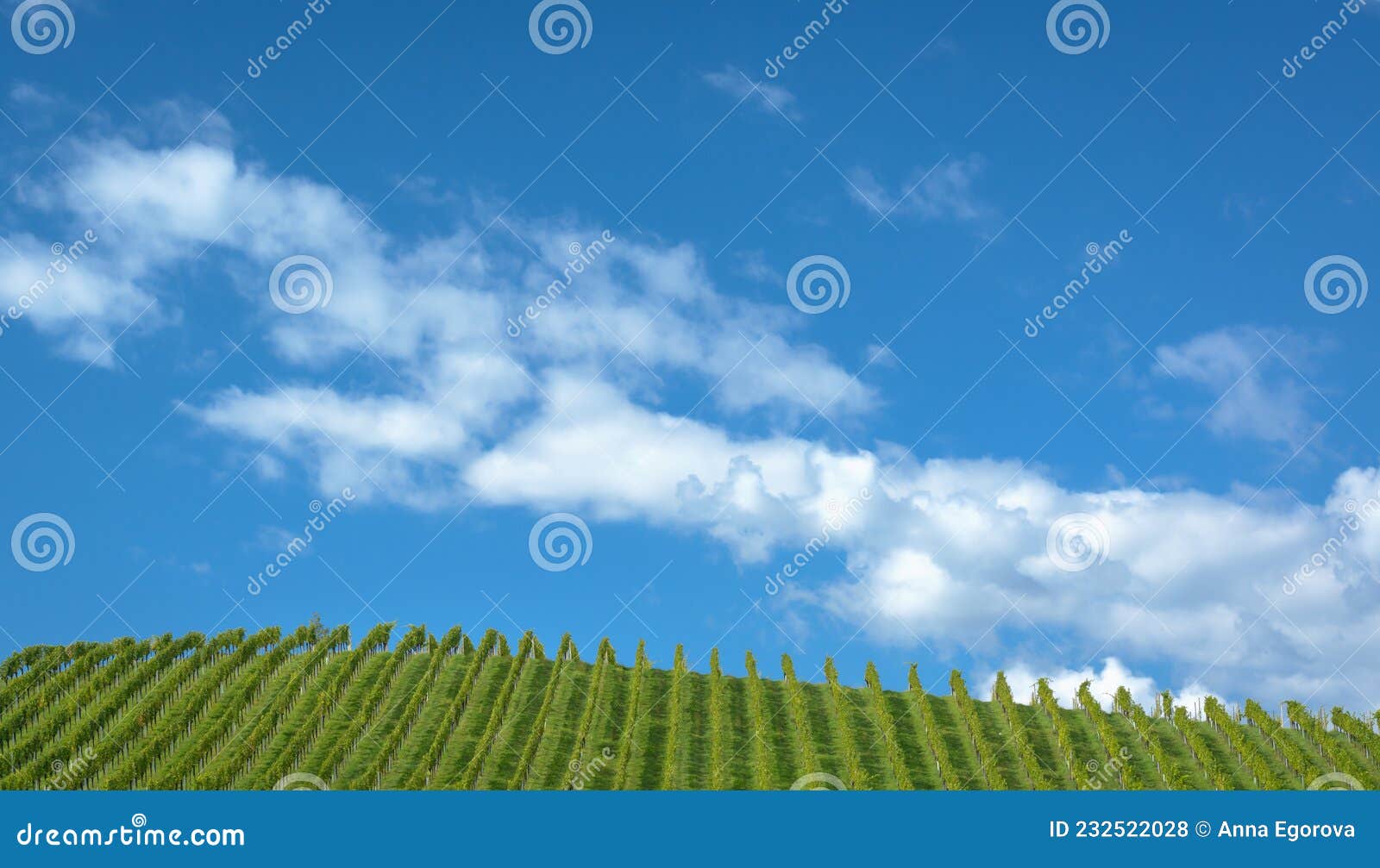 Background with Green Vineyard and Blue Sky Stock Photo - Image of line ...
