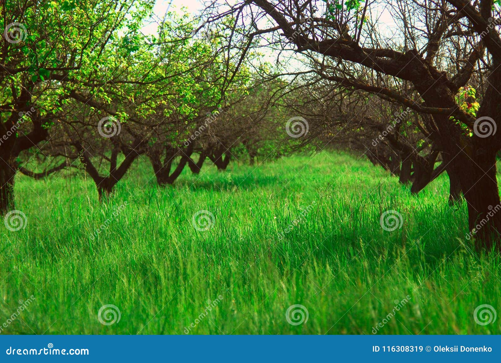 Background Green Wallpaper Grass Garden Stock Image - Image of wall ...