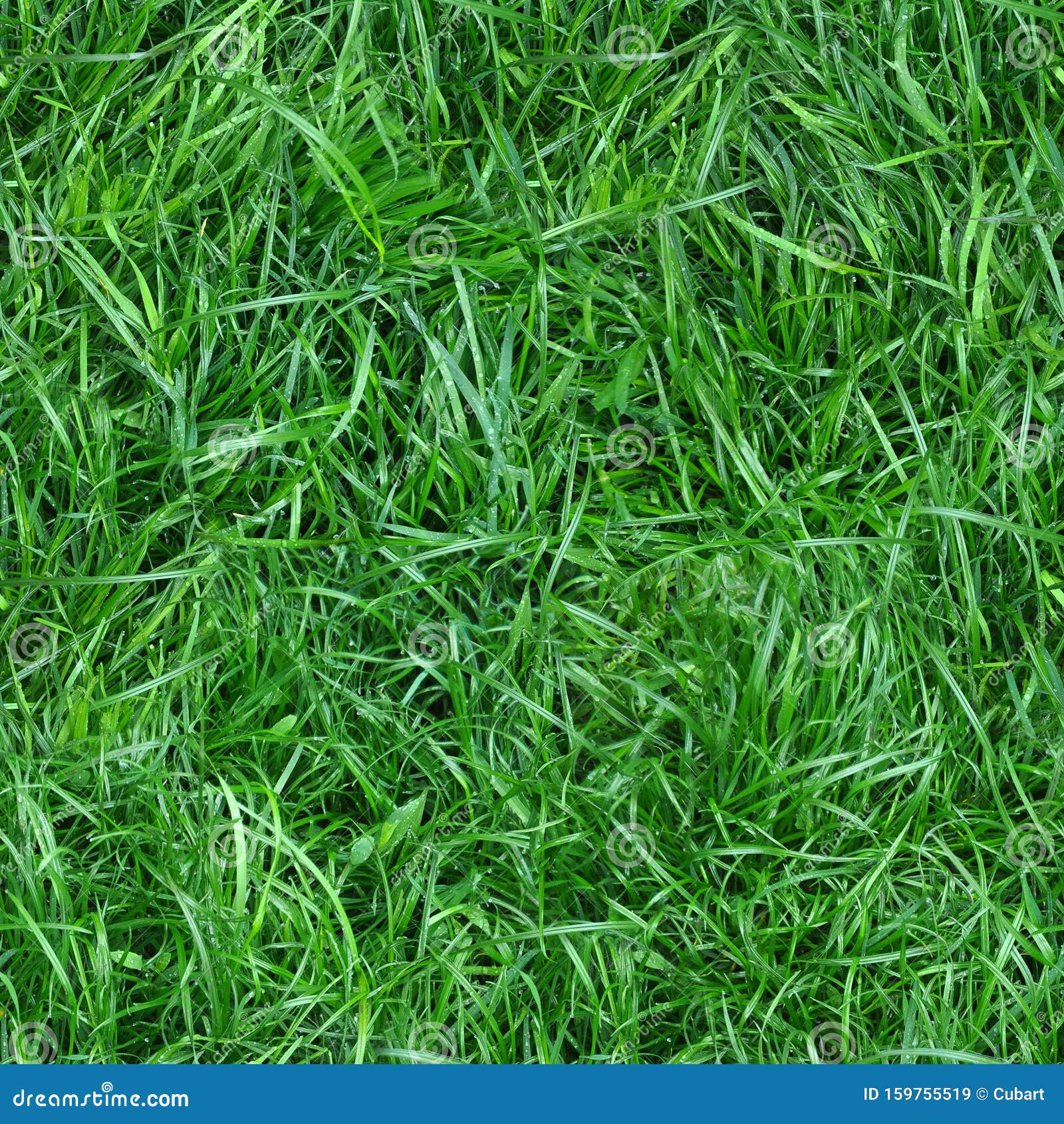 Seamless Pattern of Green Field Wet Grass Stock Image - Image of drops ...