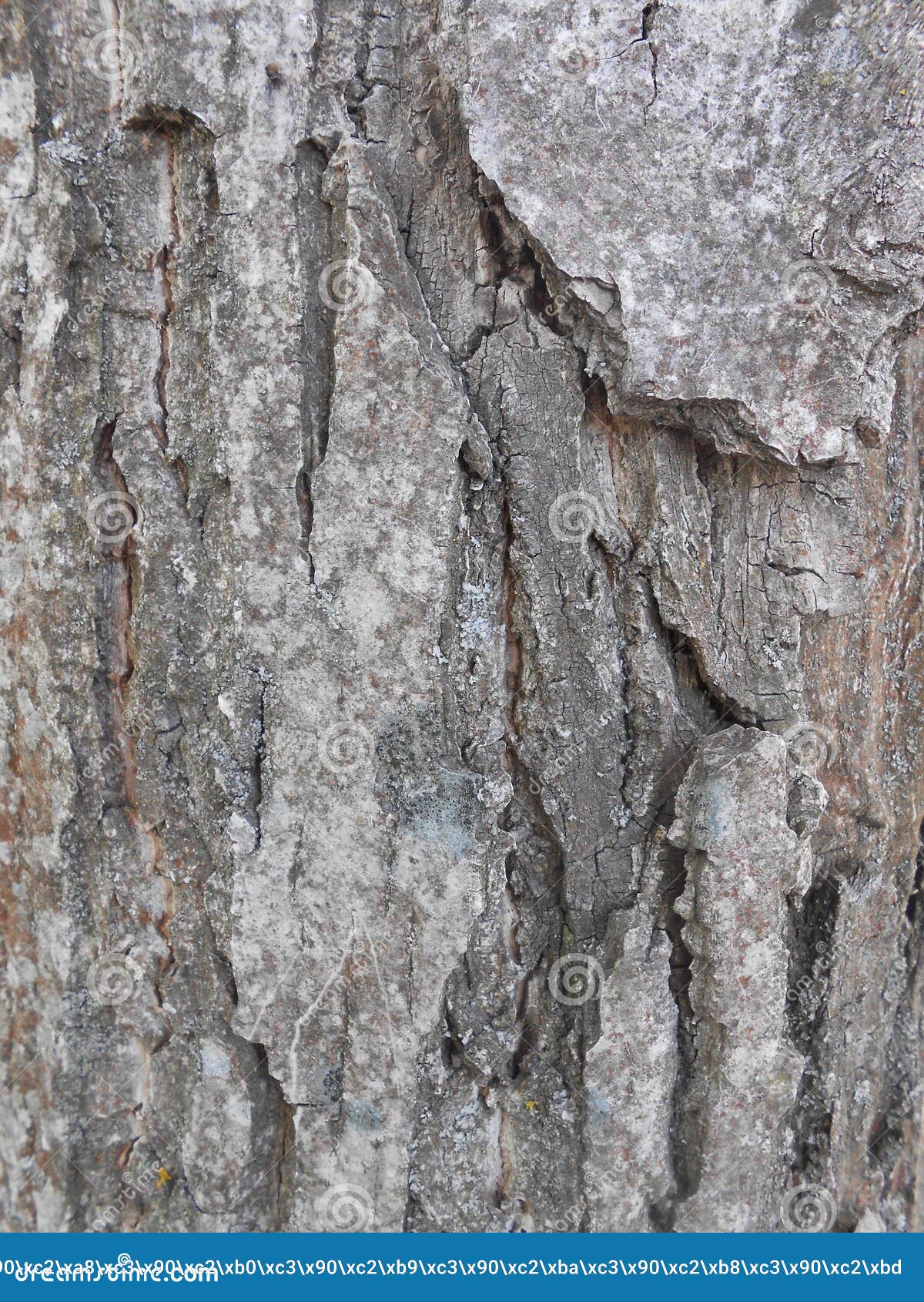 Background from the Grey Bark of the Tree Stock Image - Image of tree ...