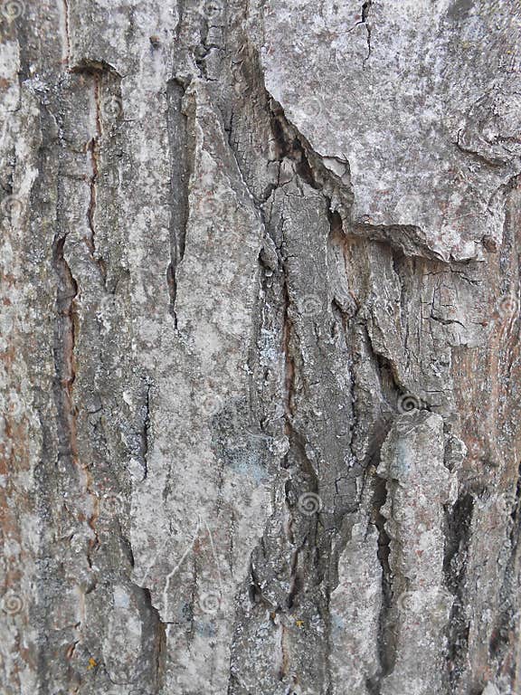 Background from the Grey Bark of the Tree Stock Image - Image of tree ...