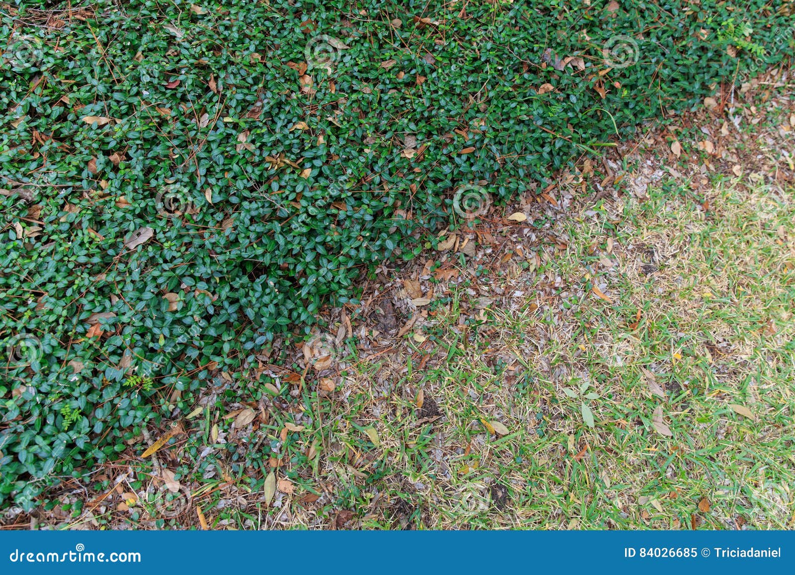 Background ground cover stock image. Image of leaf, city - 84026685