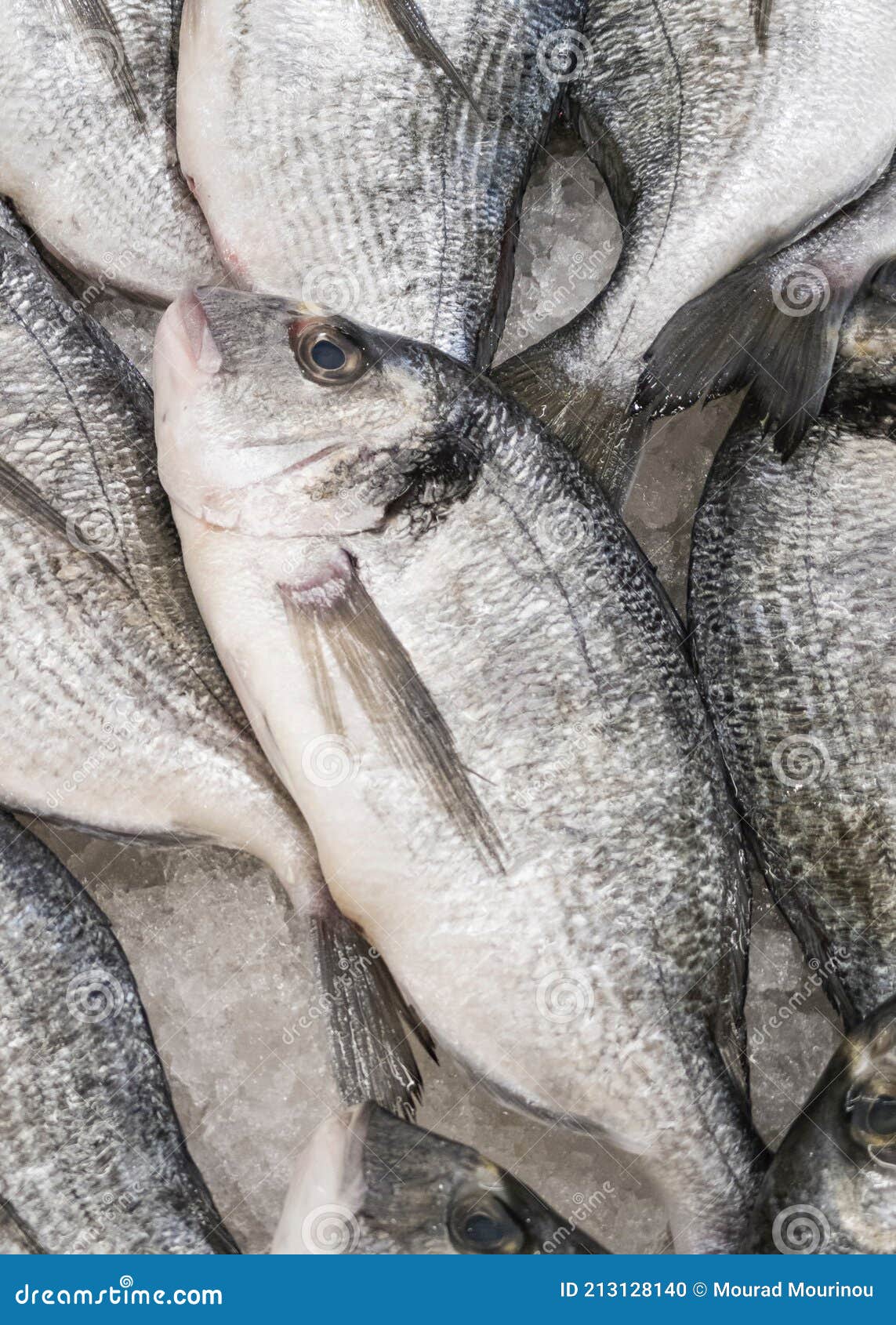 A group of silver fish stock photo. Image of argent - 213128140