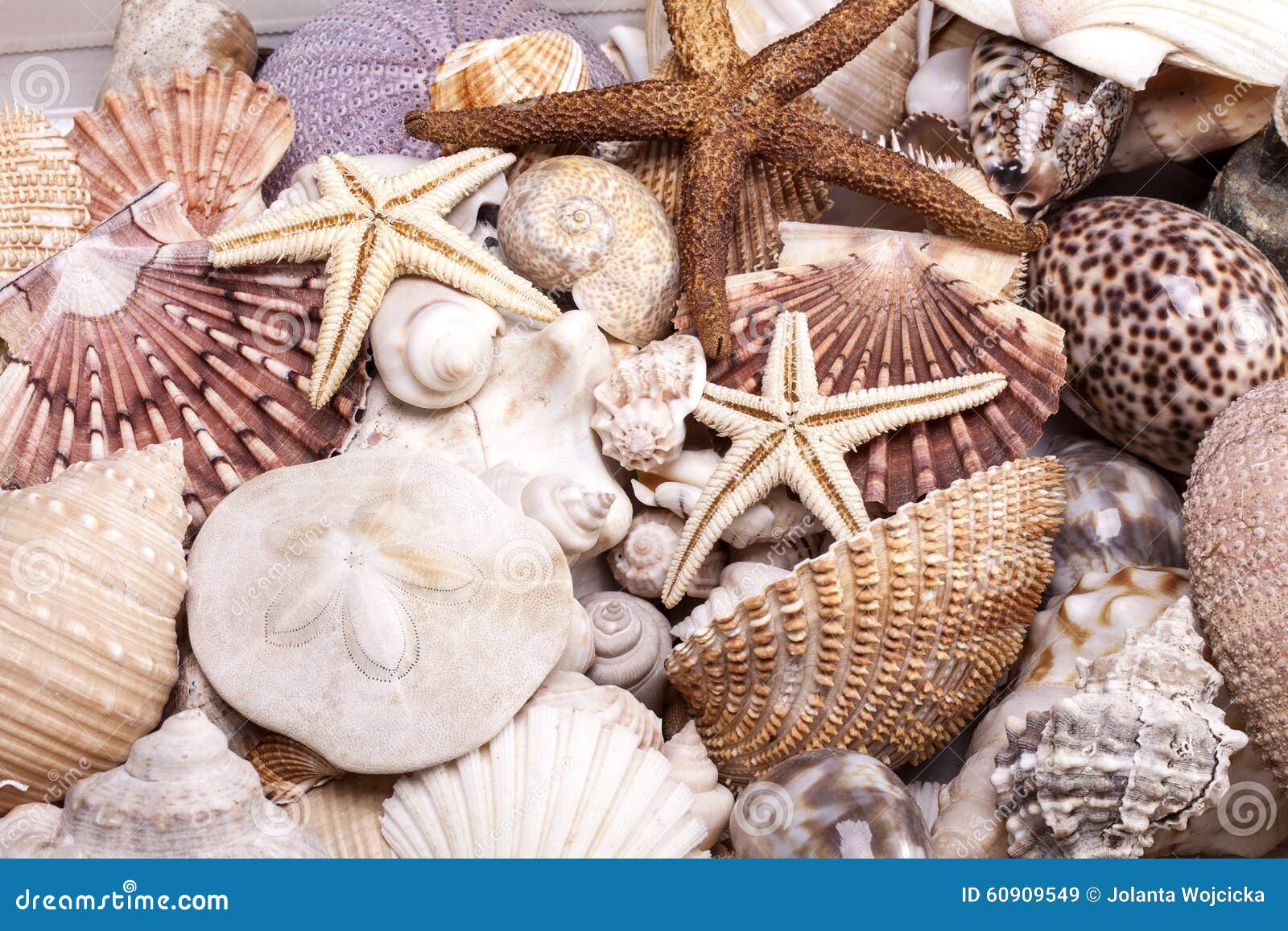 Background of Group of Various Seashells Stock Image - Image of ...