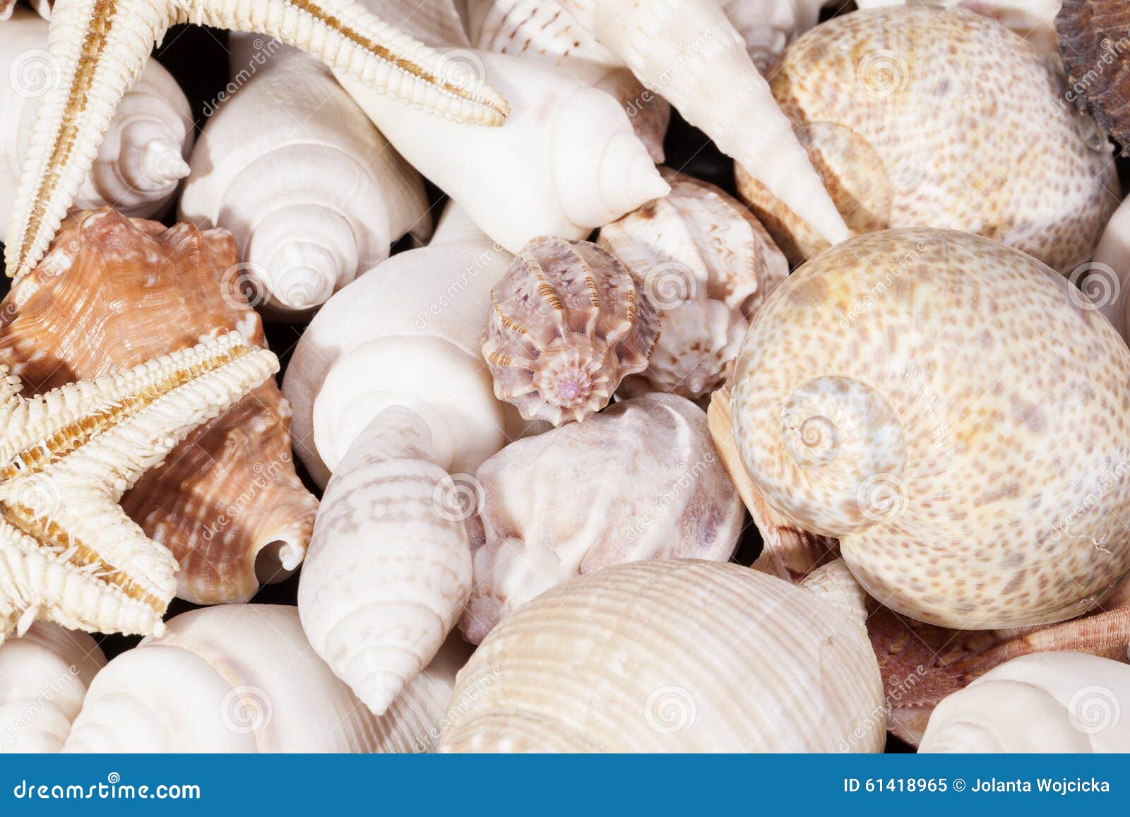 Background of Group of Various Seashells Stock Image - Image of mollusc ...