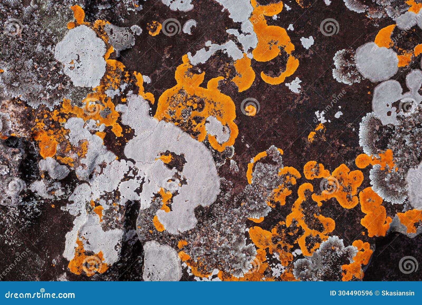 Background of Growing Orange and White Lichen Spreading on Rough ...