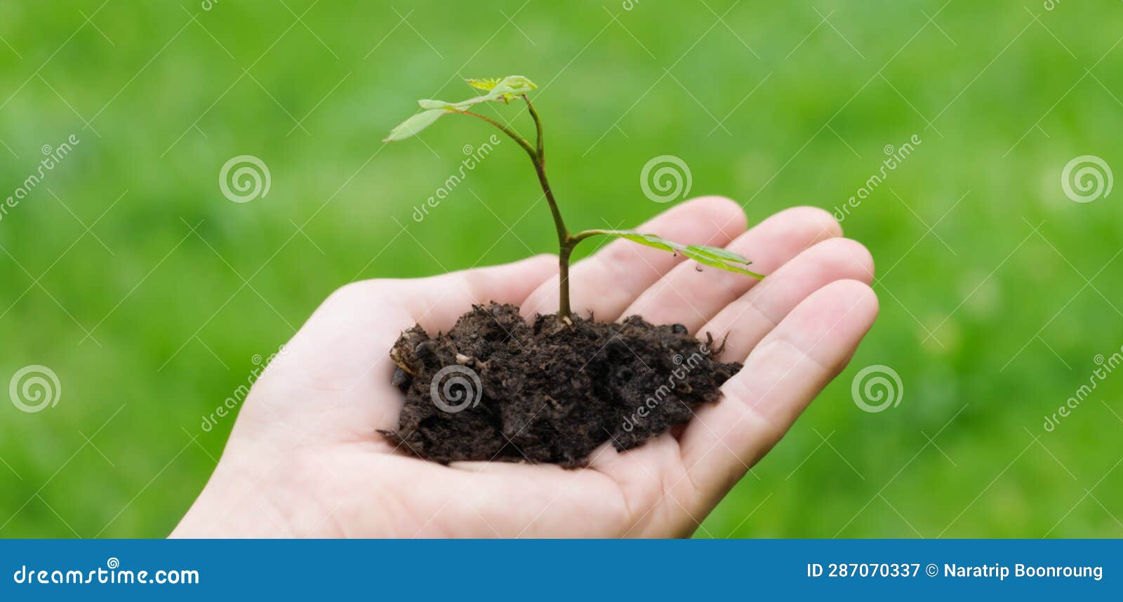 Background Hand Holding a Sapling of a Tree 3d Illustration Stock ...