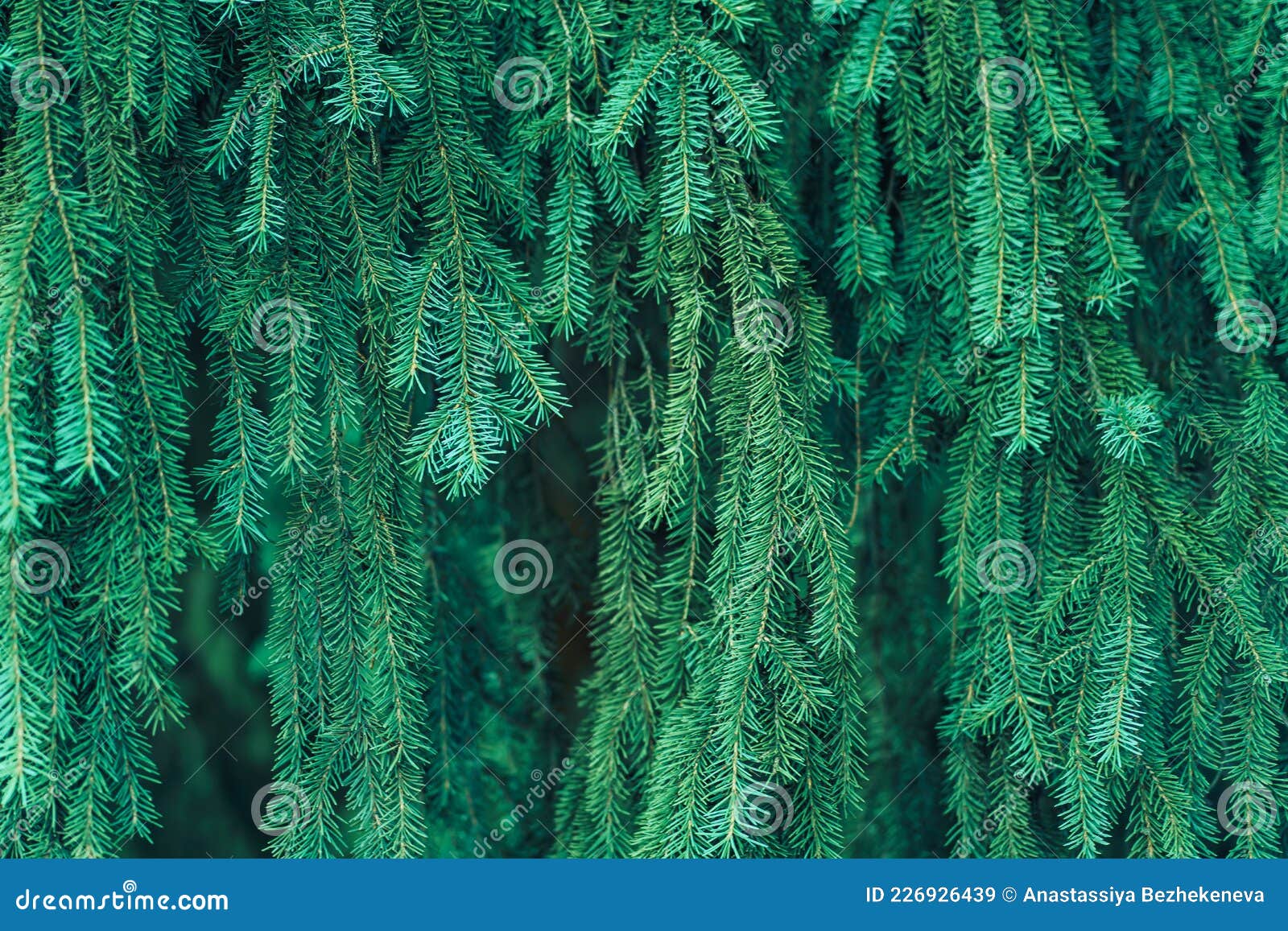 Background of Hanging Branches of Green Spruce Stock Image - Image of ...