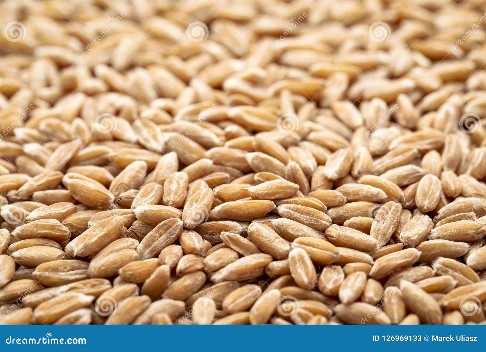 Hard Red Winter Wheat Grain Background Stock Image - Image of ...