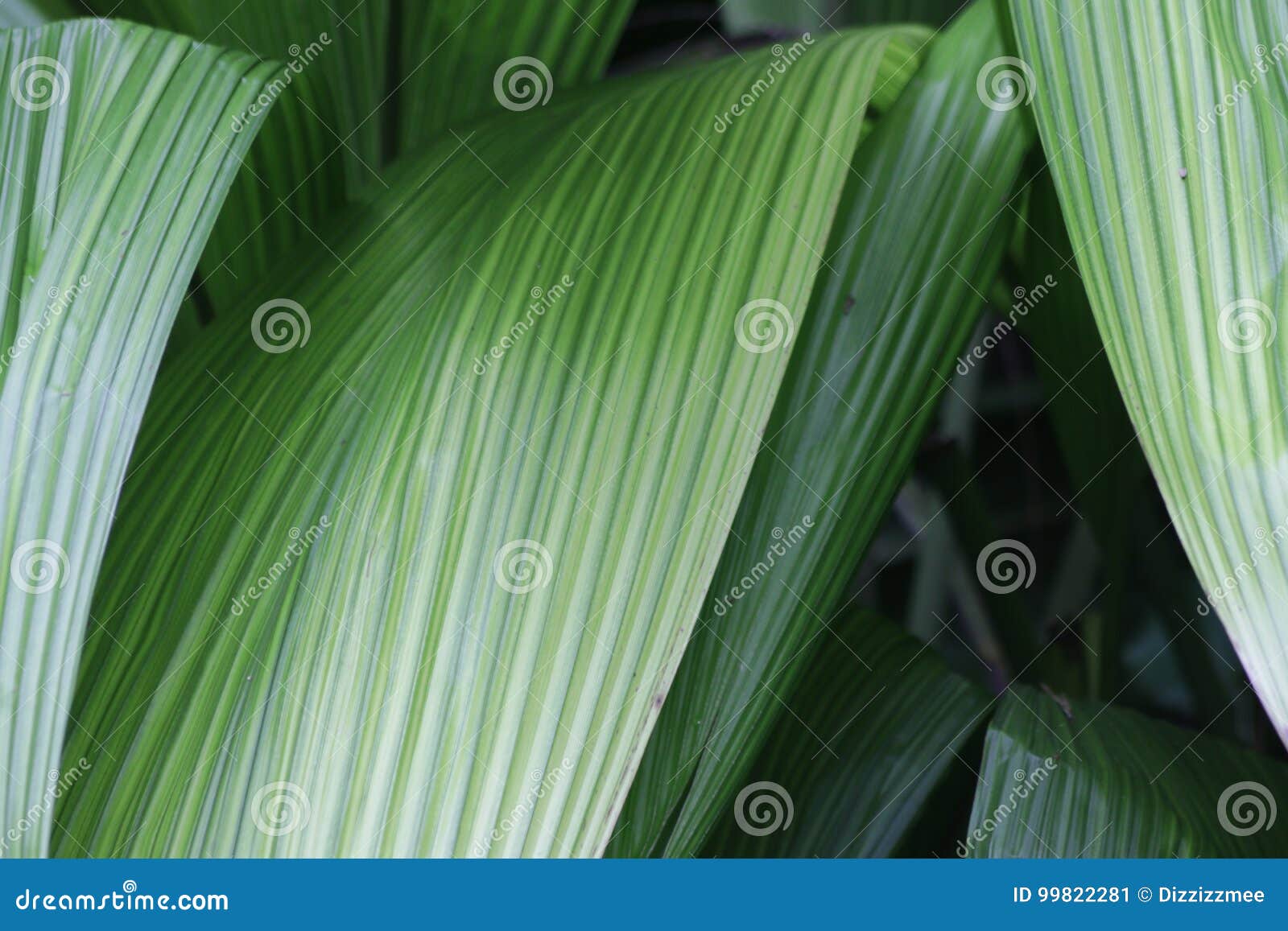 Rhythm of green leaves stock image. Image of leaves, harmony - 99822281