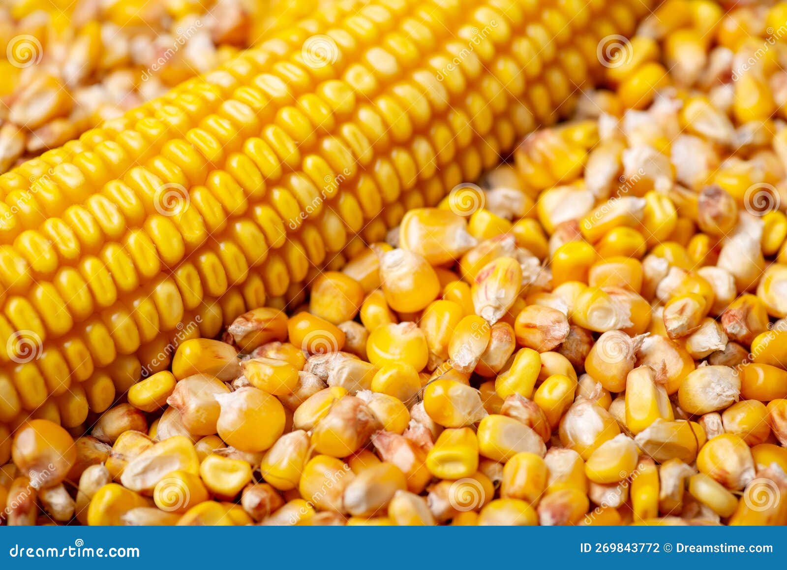 Growing corn concept stock photo. Image of sweet, background - 269843772