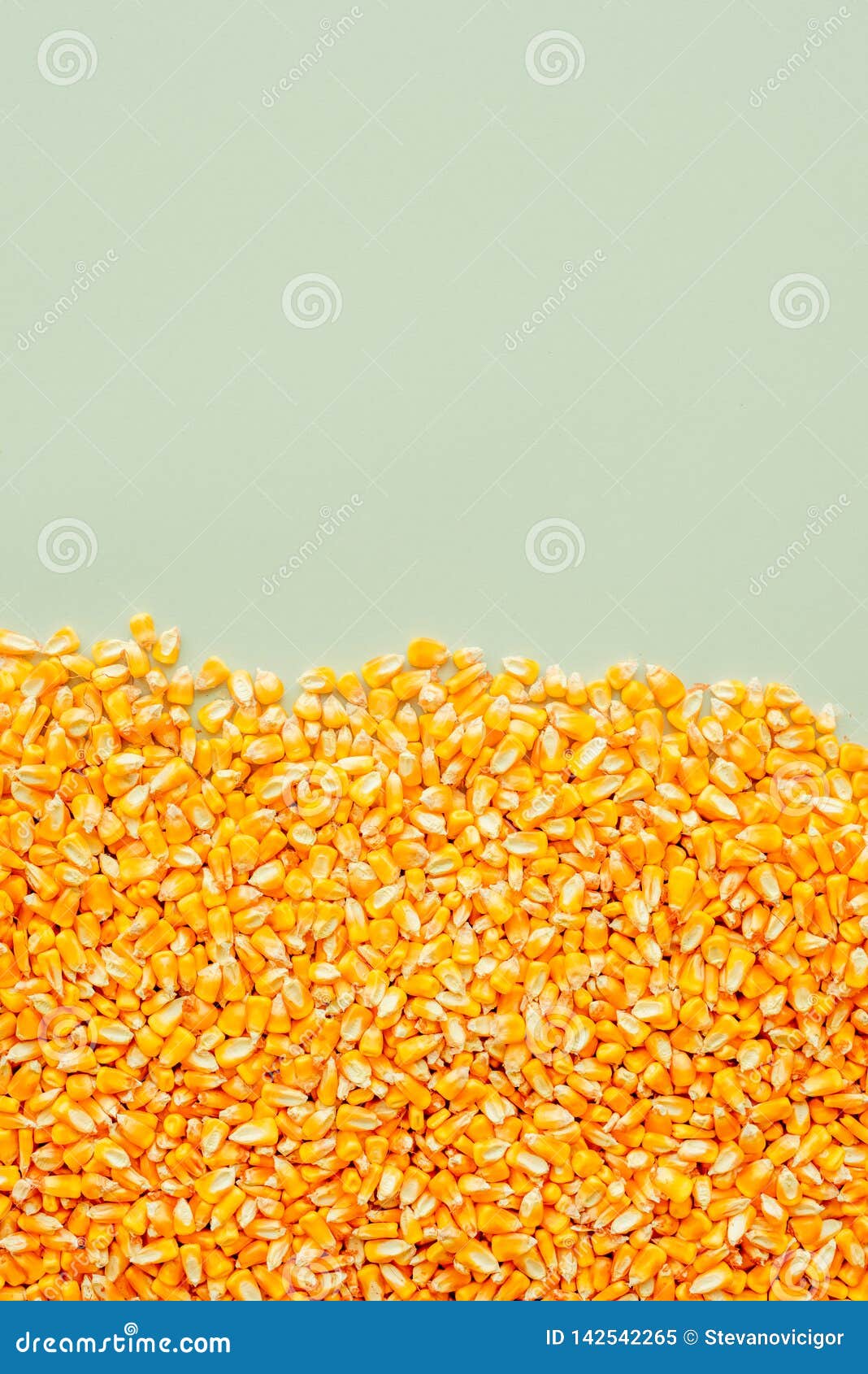 Background of Harvested Corn Kernels with Copy Space Stock Image ...