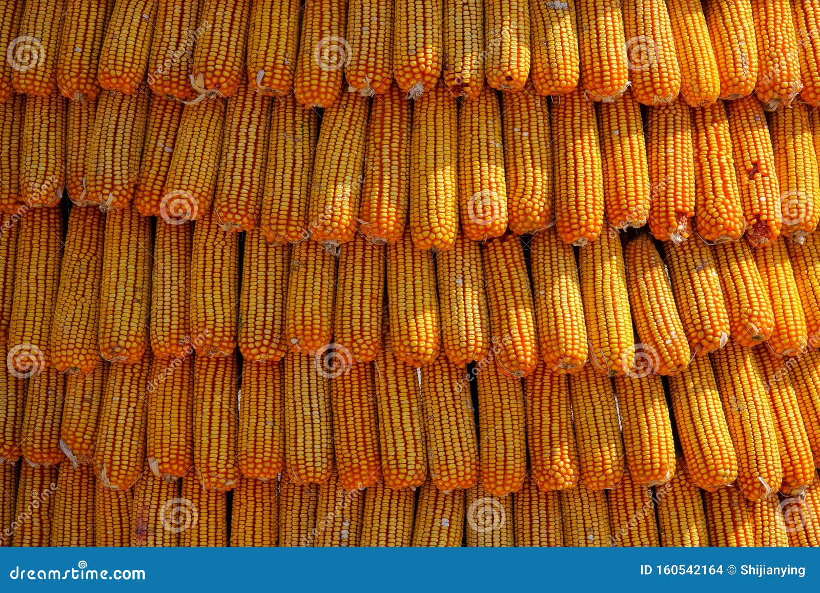 Maize cobs stock photo. Image of seed, auratus, foodstuff - 160542164