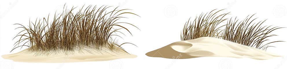 The Background Has Wave-like Patterns of Sea Oats and Beach Grass Stock ...