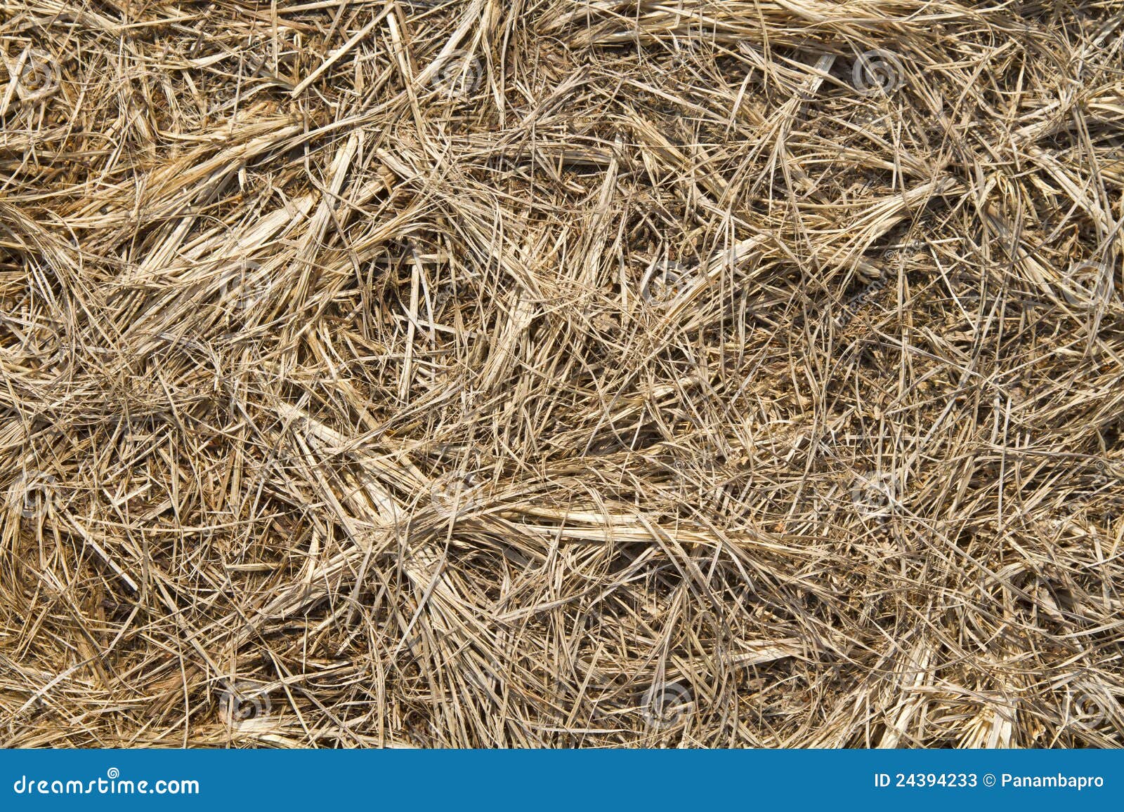 Background of the hay stock image. Image of dried, haystack - 24394233