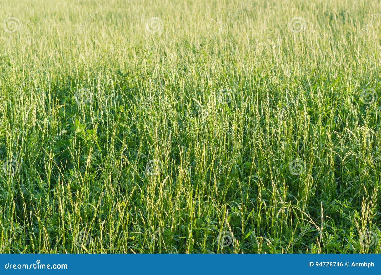 Background of the High Grass with Ears Stock Photo - Image of plant ...