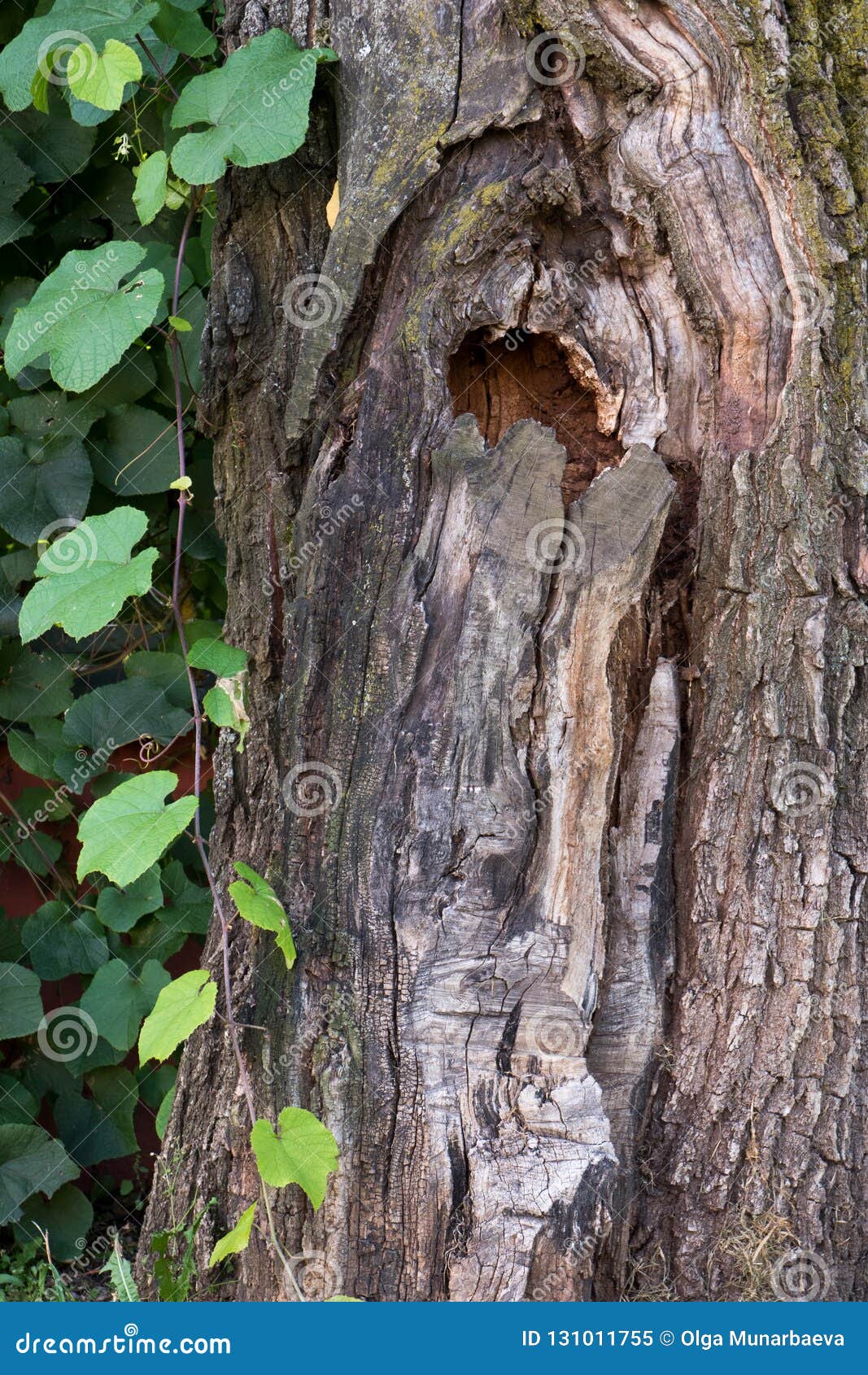 Background of Hollow Tree and Side Hanging Brancht Stock Image - Image ...