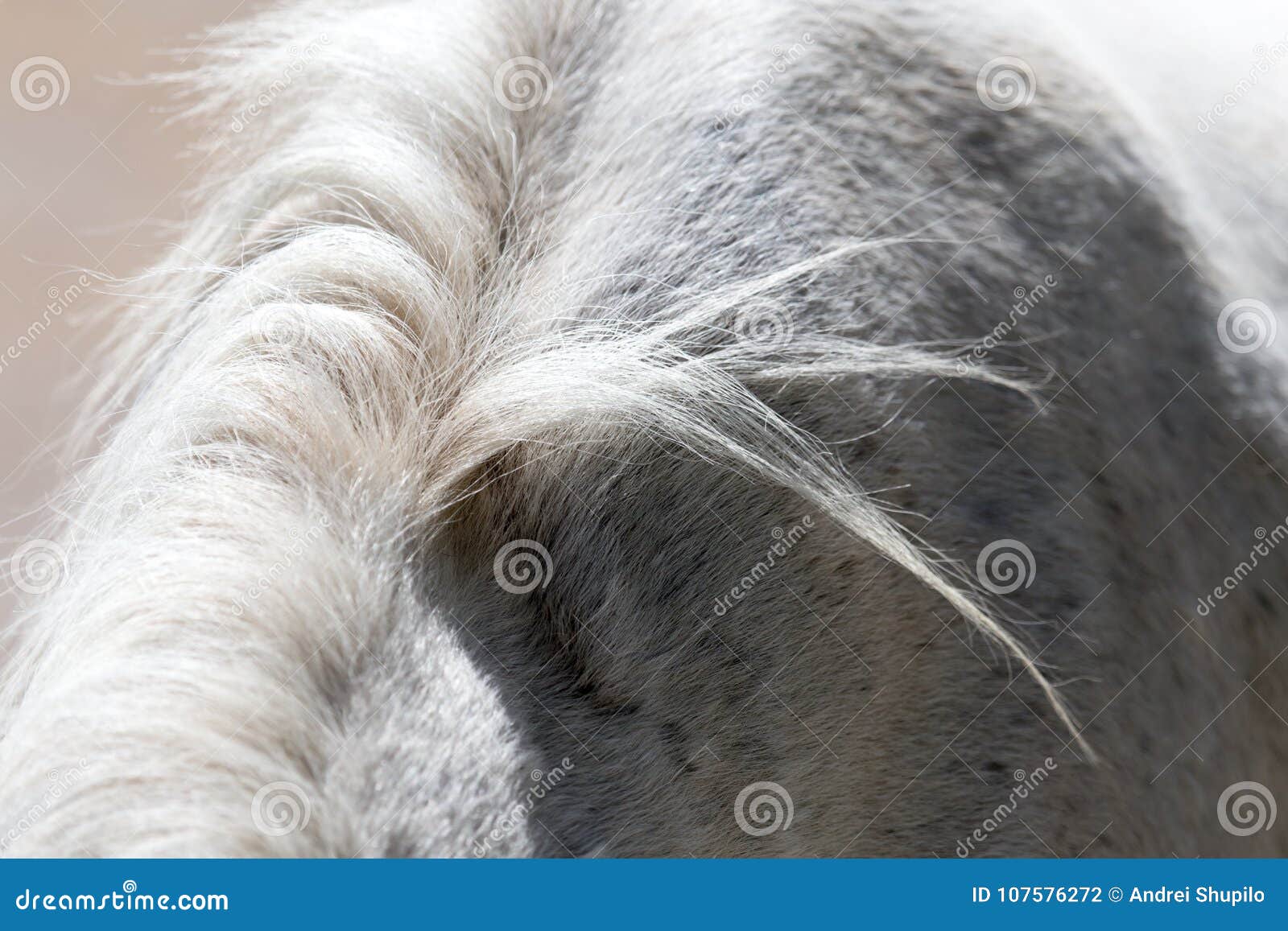 Background of the Horse`s Mane Stock Photo - Image of front, retina ...