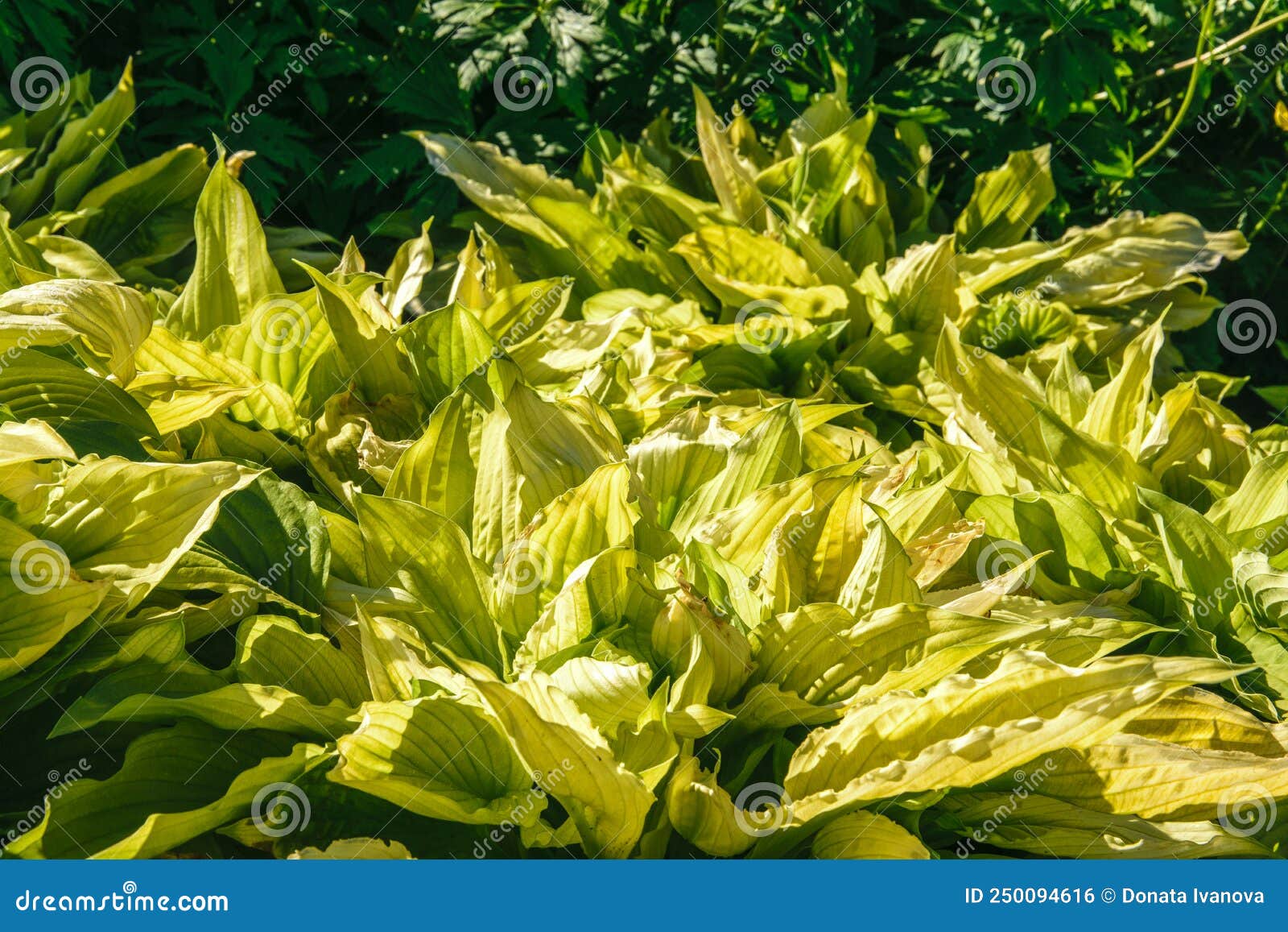A Background Hosta Aurea Plant Growing in the Garden. Stock Photo ...