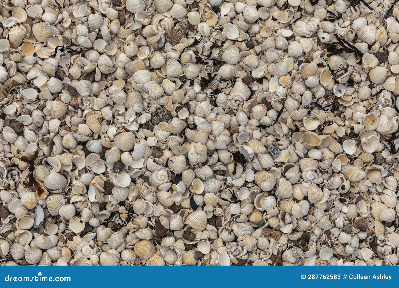 Background of Hundreds of Shells on the Seashore Stock Image - Image of ...
