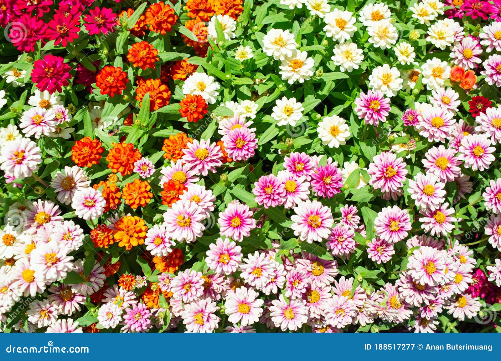 Background Image of Multi-colored Flowers Stock Image - Image of ...