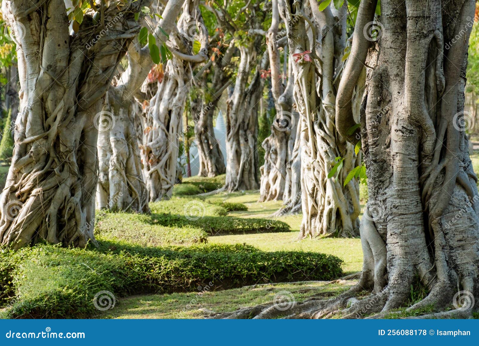 The Background Image of the Bo Tree Shows the Nature of the Trunk, the ...