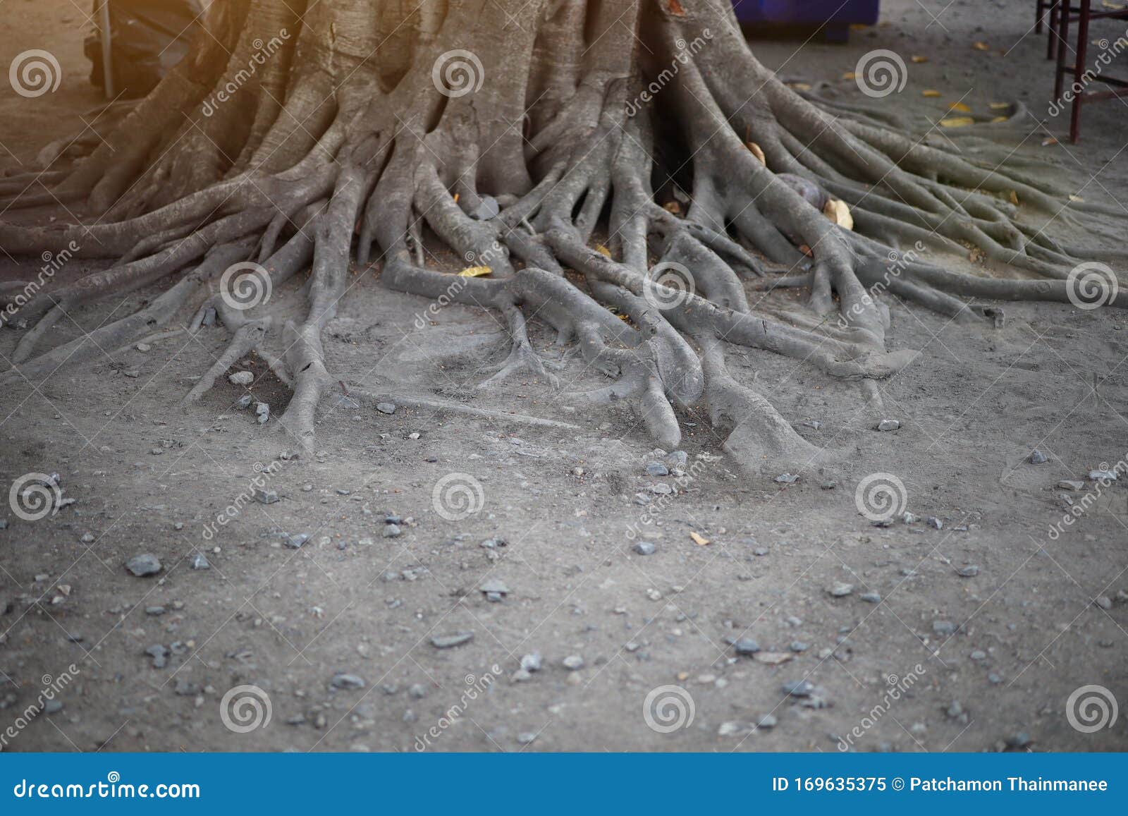 Background Image of Bodhi Tree Root on Natural Ground. Stock Image ...