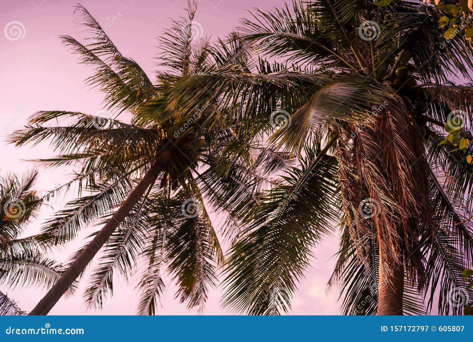 Background Image of Coconut Tree on Sunset Sky. Stock Image - Image of ...