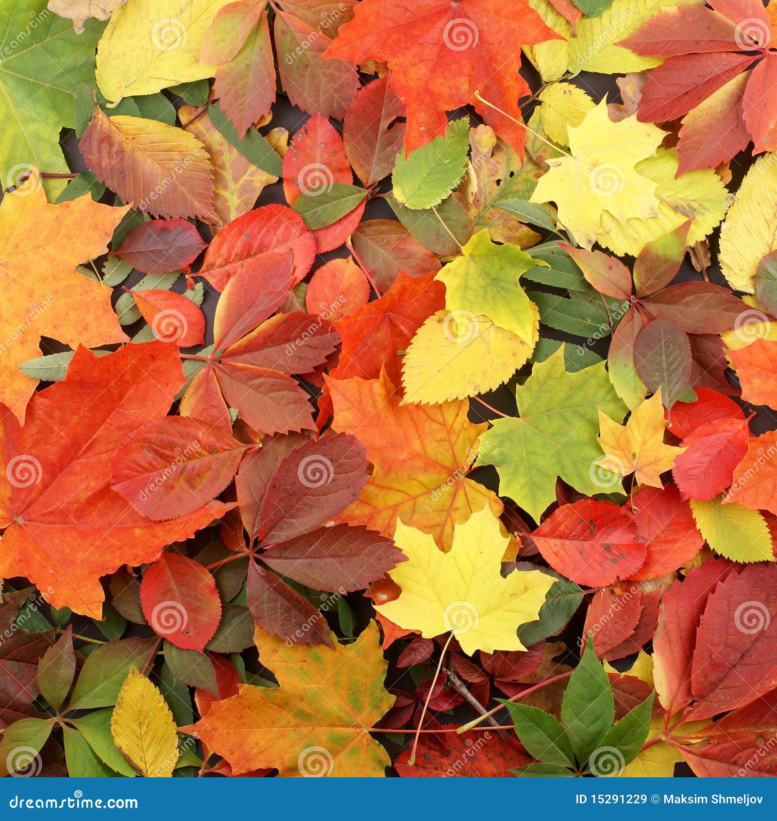 Background Image of Colorful Autumn Leaves Stock Image - Image of ...