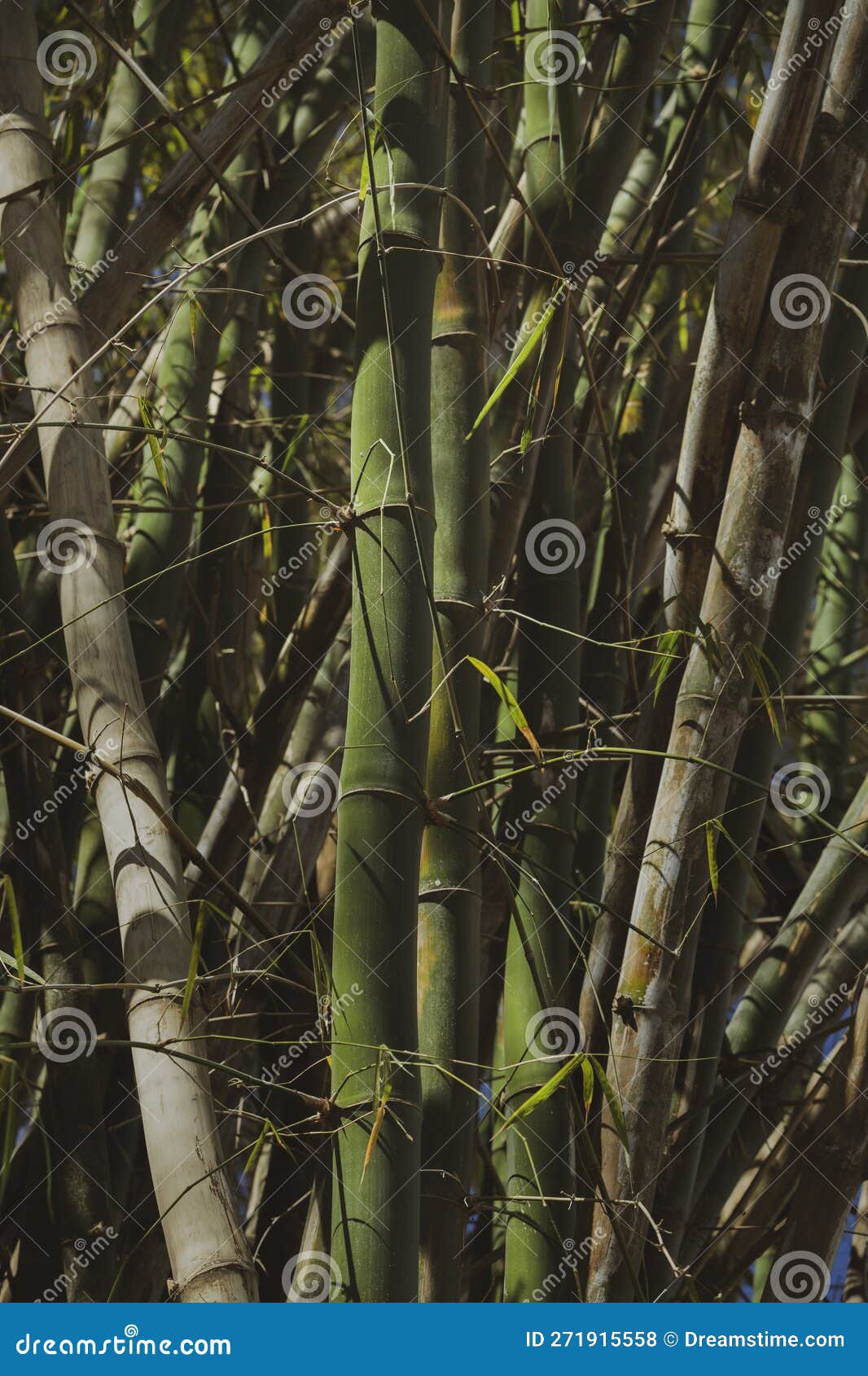 Dense Bamboo Growth Detail Background Stock Photo - Image of detail ...
