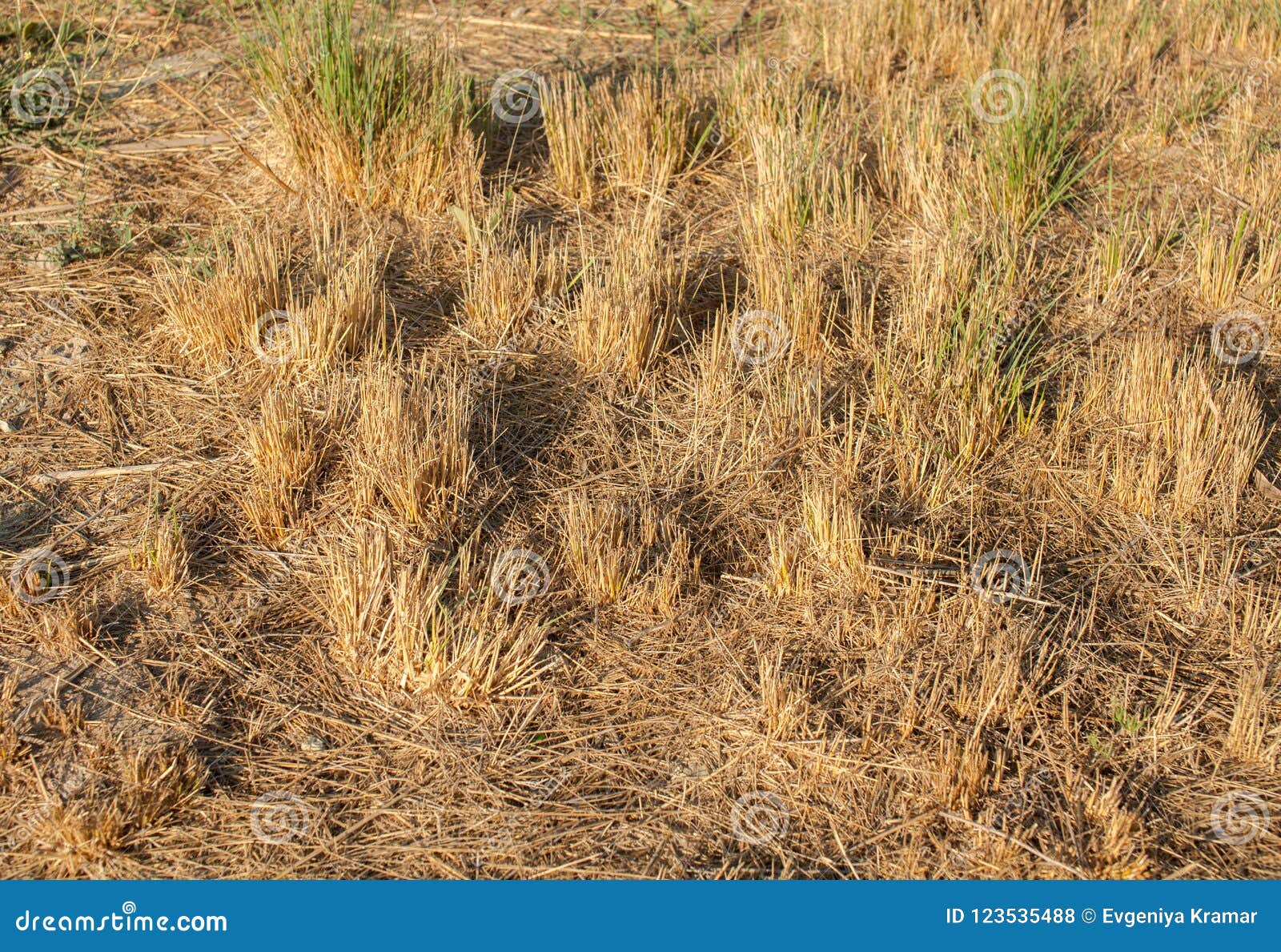 Dry Yellow Grass on the Field Stock Photo - Image of green, bread ...