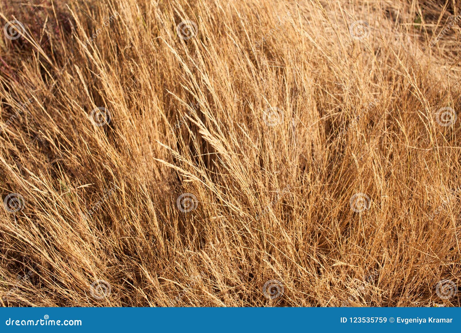 Dry Yellow Grass on the Field Stock Image - Image of flour, background ...