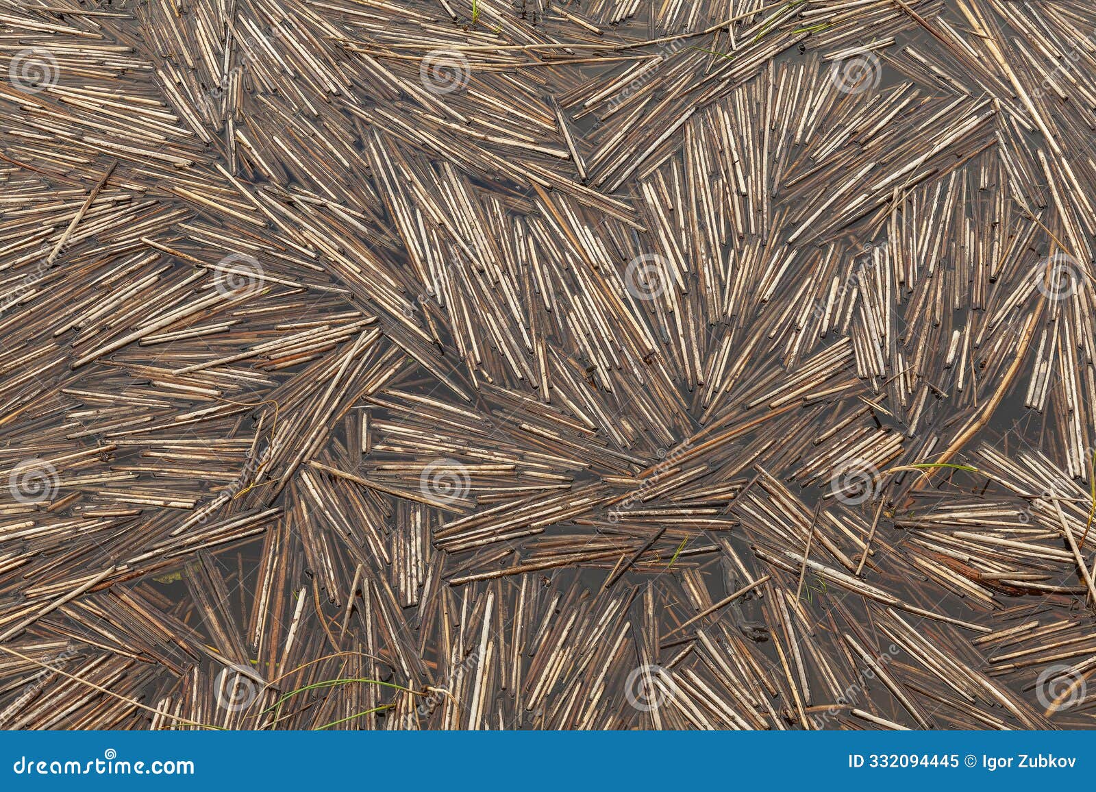 Background Image in the Form of Pieces of Reed Floating in the Water ...
