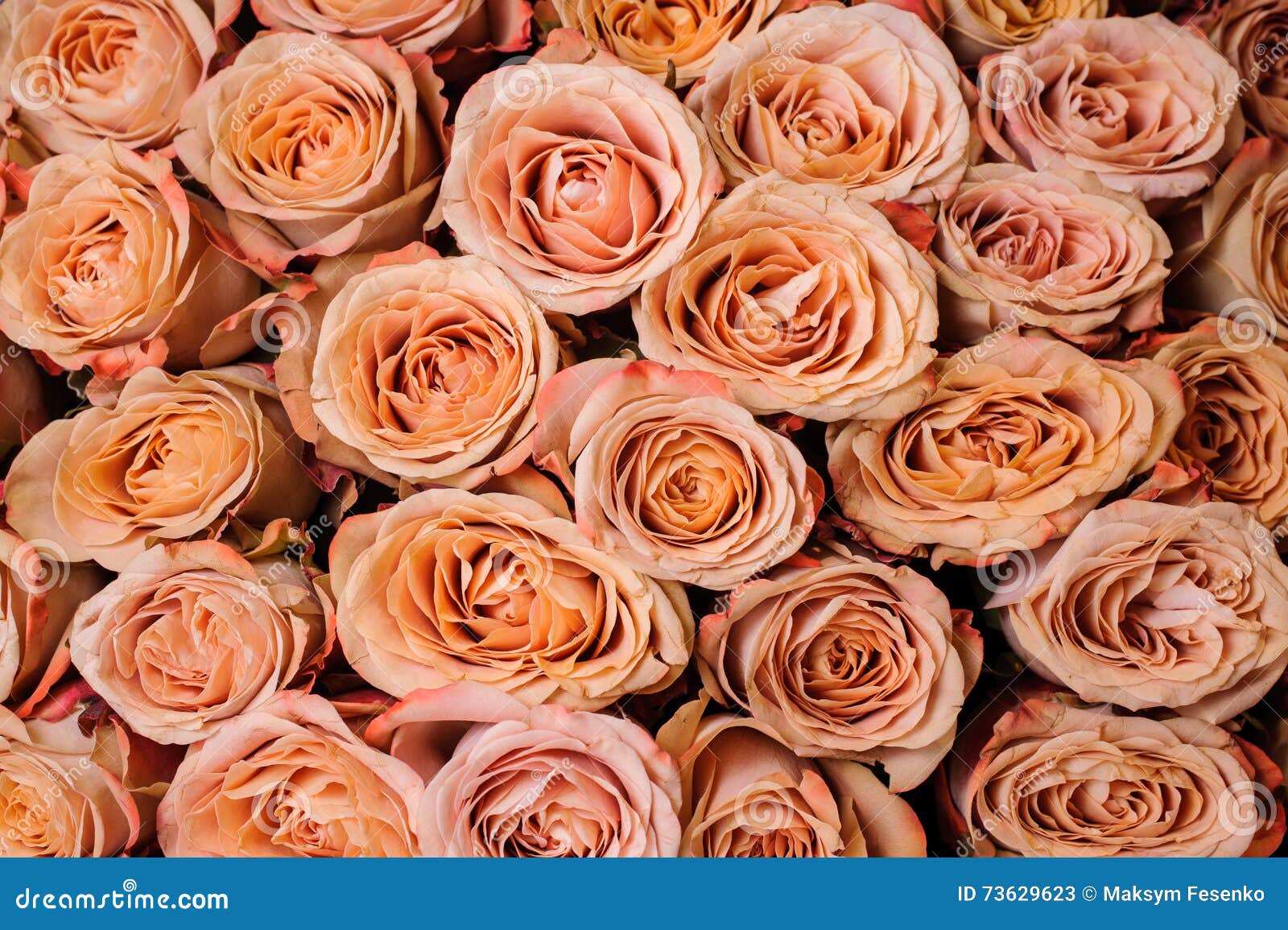 Background Image of Fresh Beige Orange Roses . Flower Texture Stock ...
