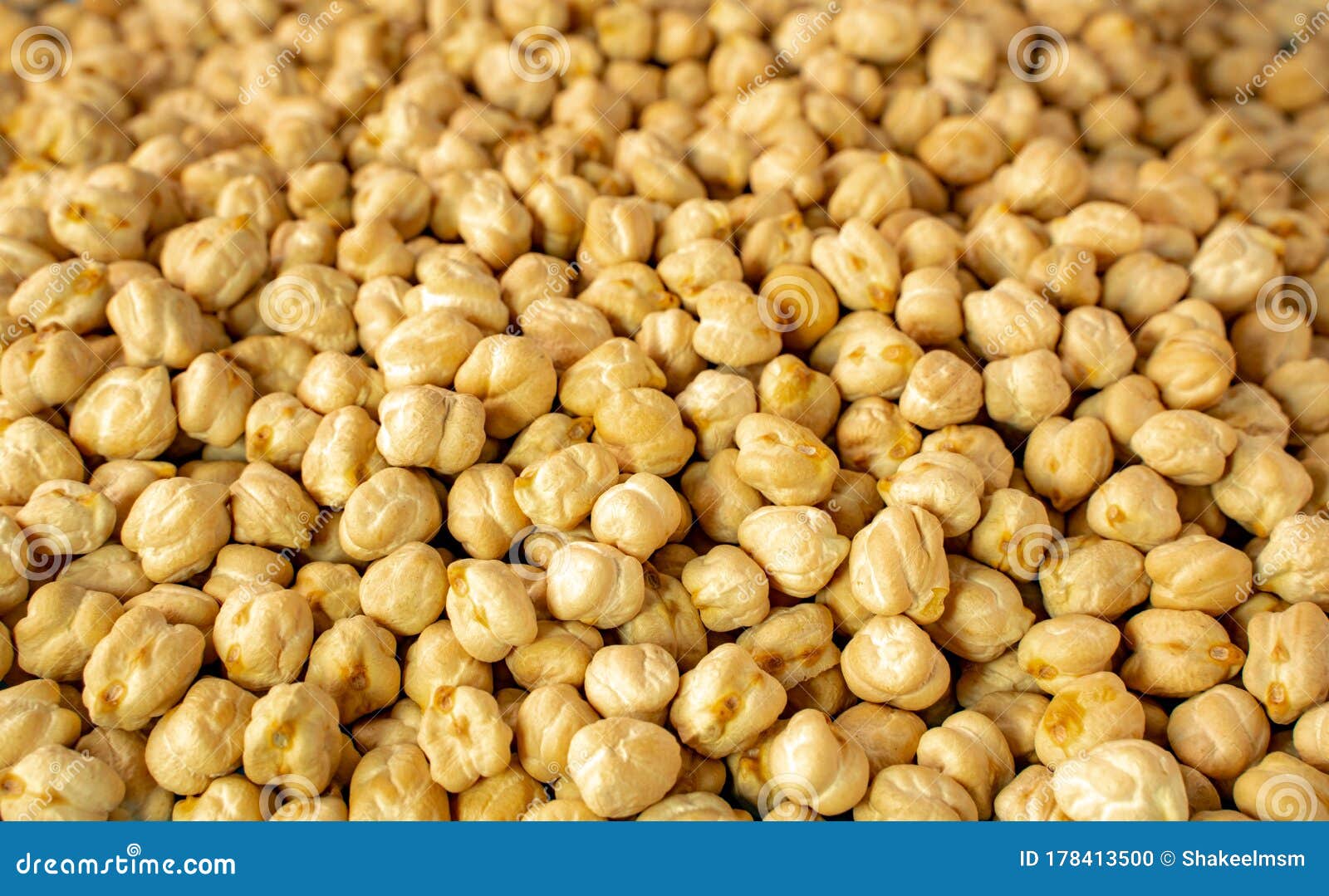 Background Image of Fresh Chickpeas after Harvest Stock Photo - Image ...