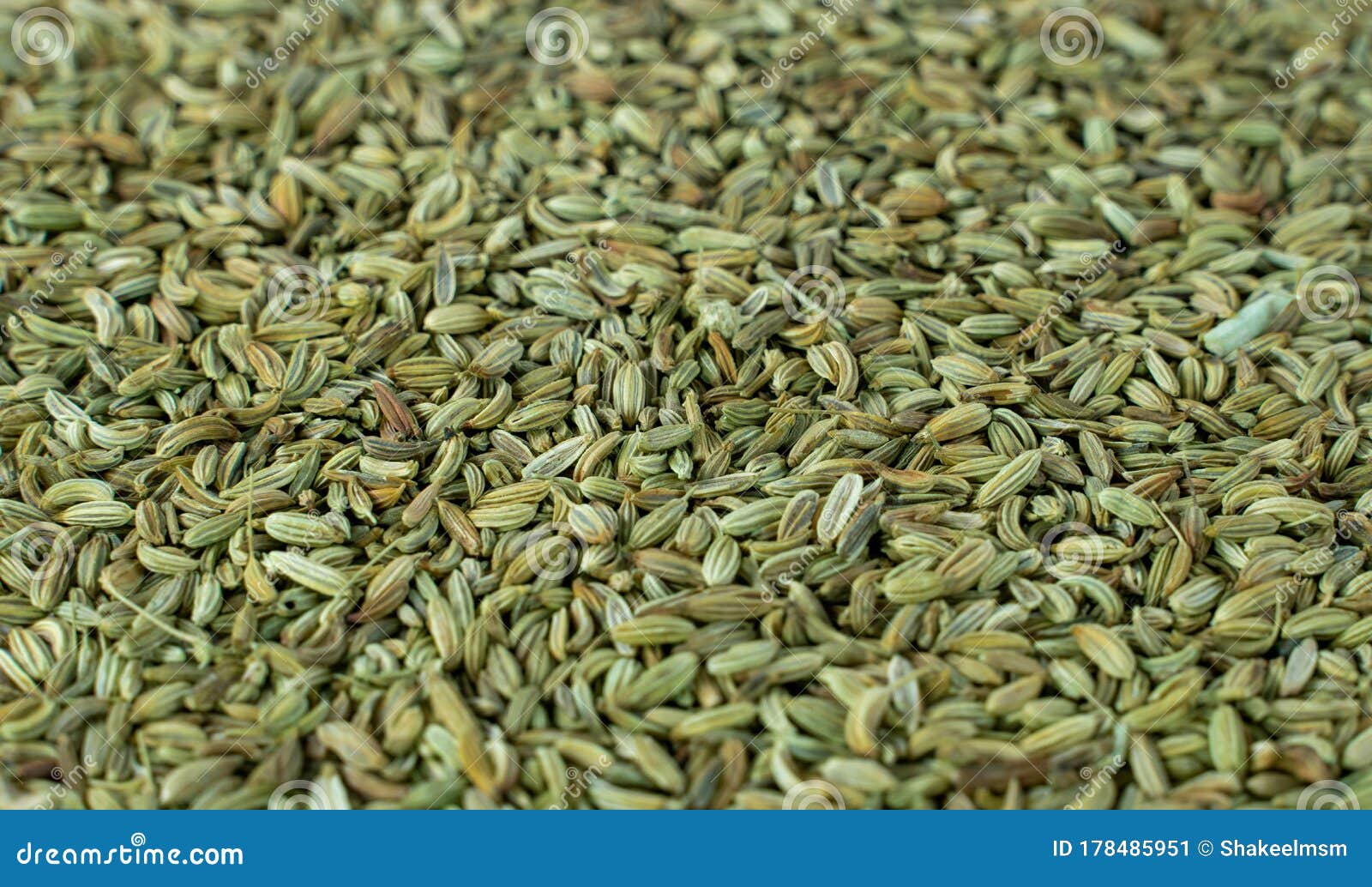 Background Image of Fresh Fennel Seed after Cultivation Stock Image ...