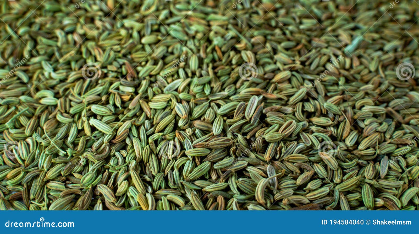 Background Image of Fresh Fennel Seed after Cultivation Stock Photo ...