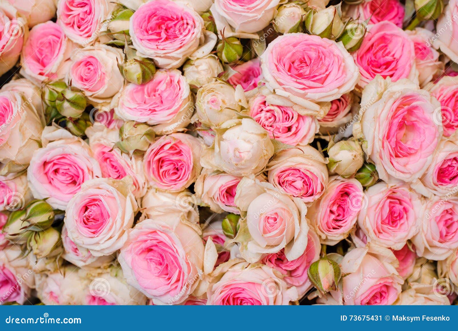 Background Image of Fresh Light Pink Roses . Flower Texture Stock Image ...