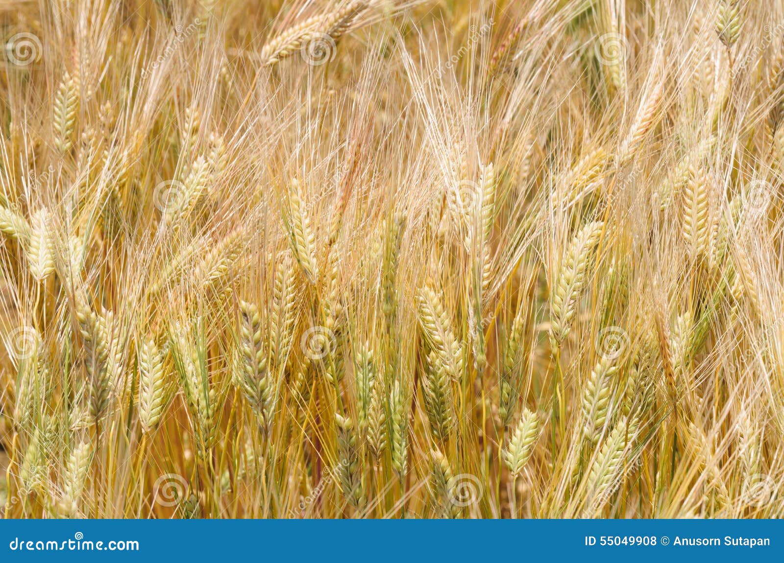 Background Image of Golden Barley Field Stock Photo - Image of ...