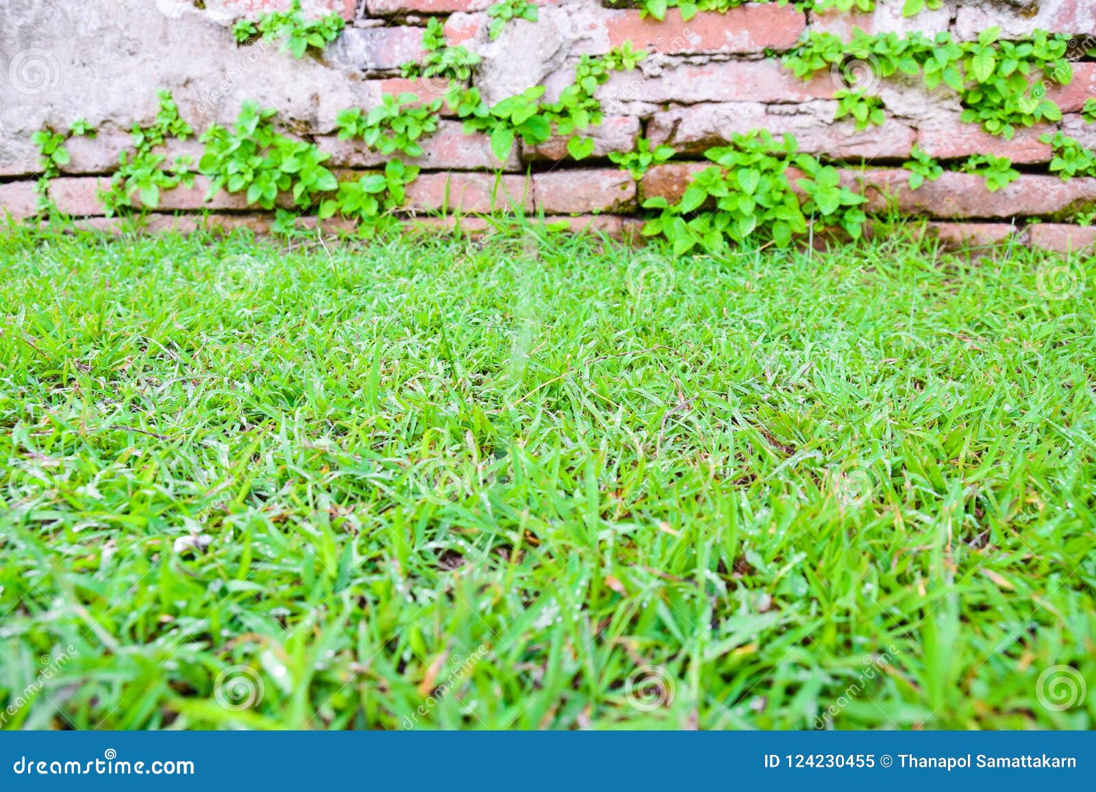Grass field and old wall stock image. Image of water - 124230455