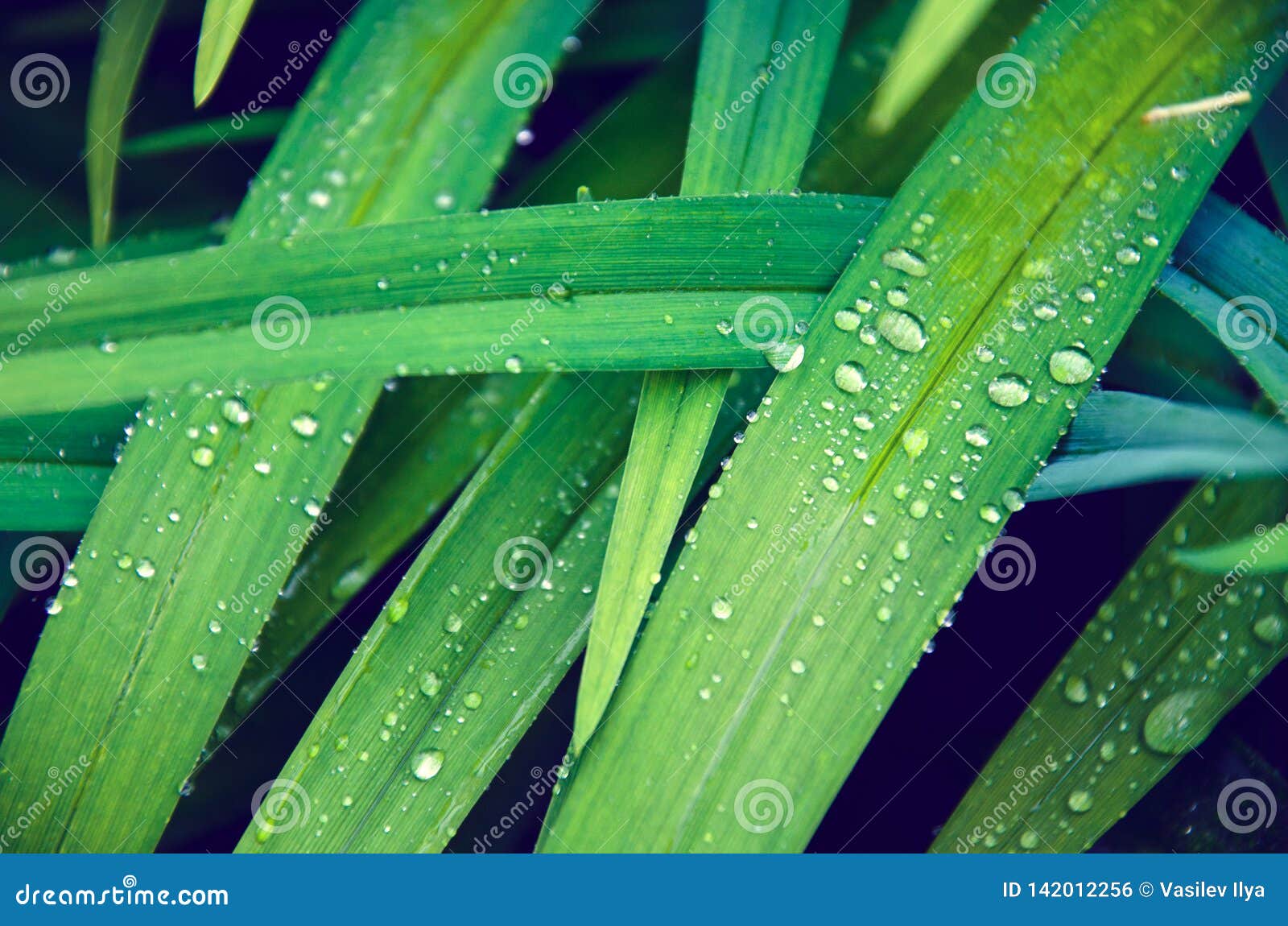 Background Image of Grass Leaves Covered with Dew Stock Photo - Image ...