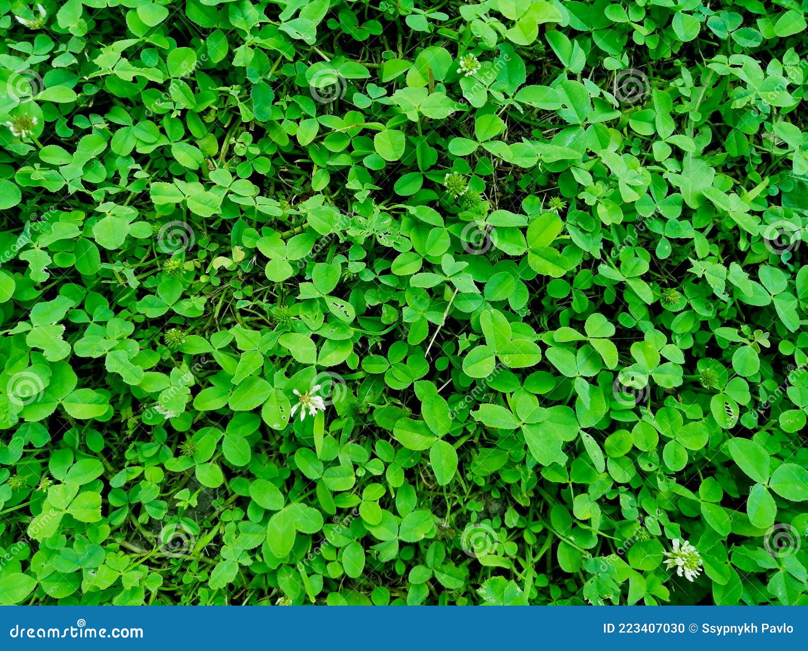 Background Image, Green Clover, Top View Stock Photo - Image of forest ...