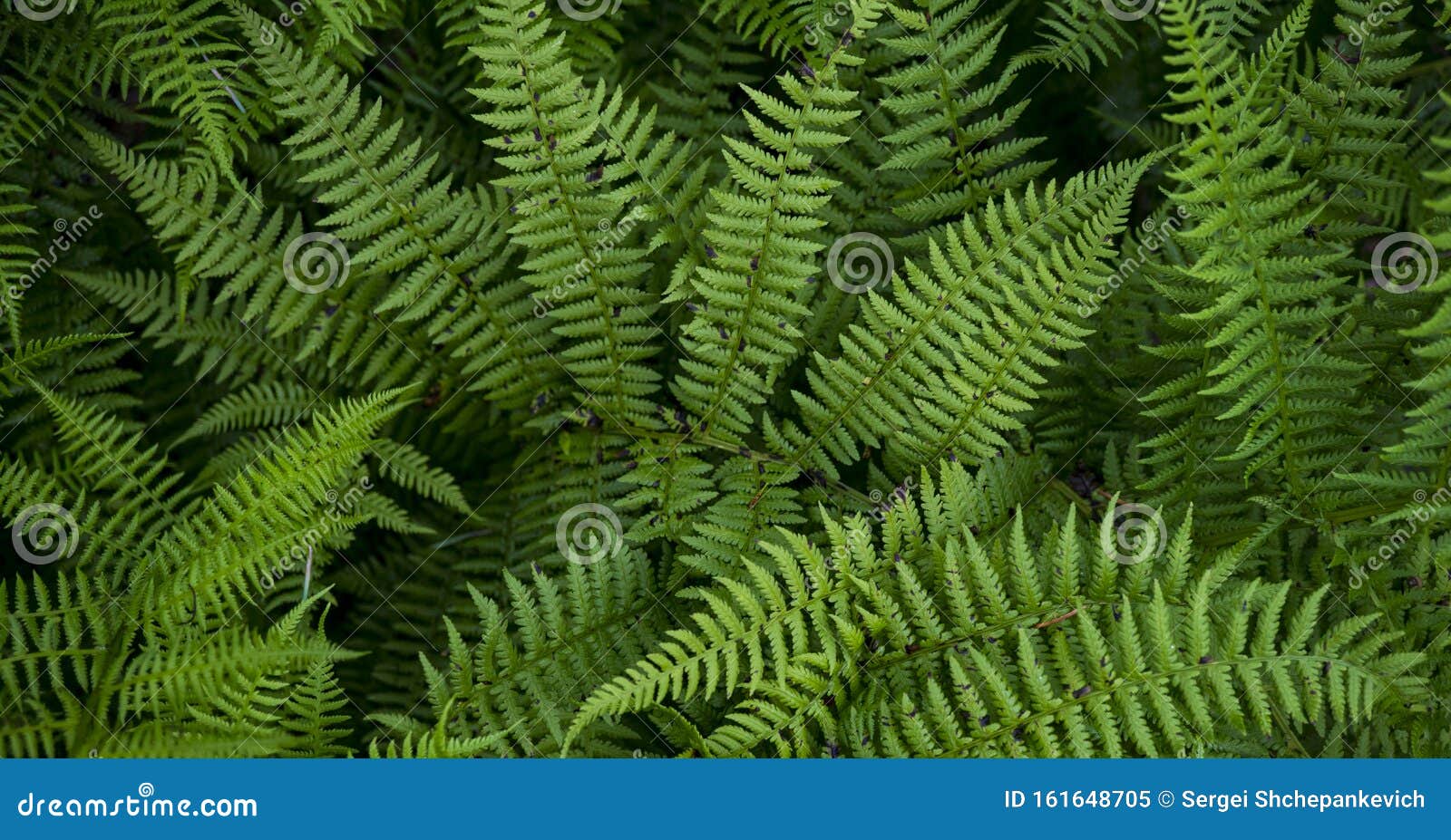 The texture of fresh fern stock image. Image of nature - 161648705