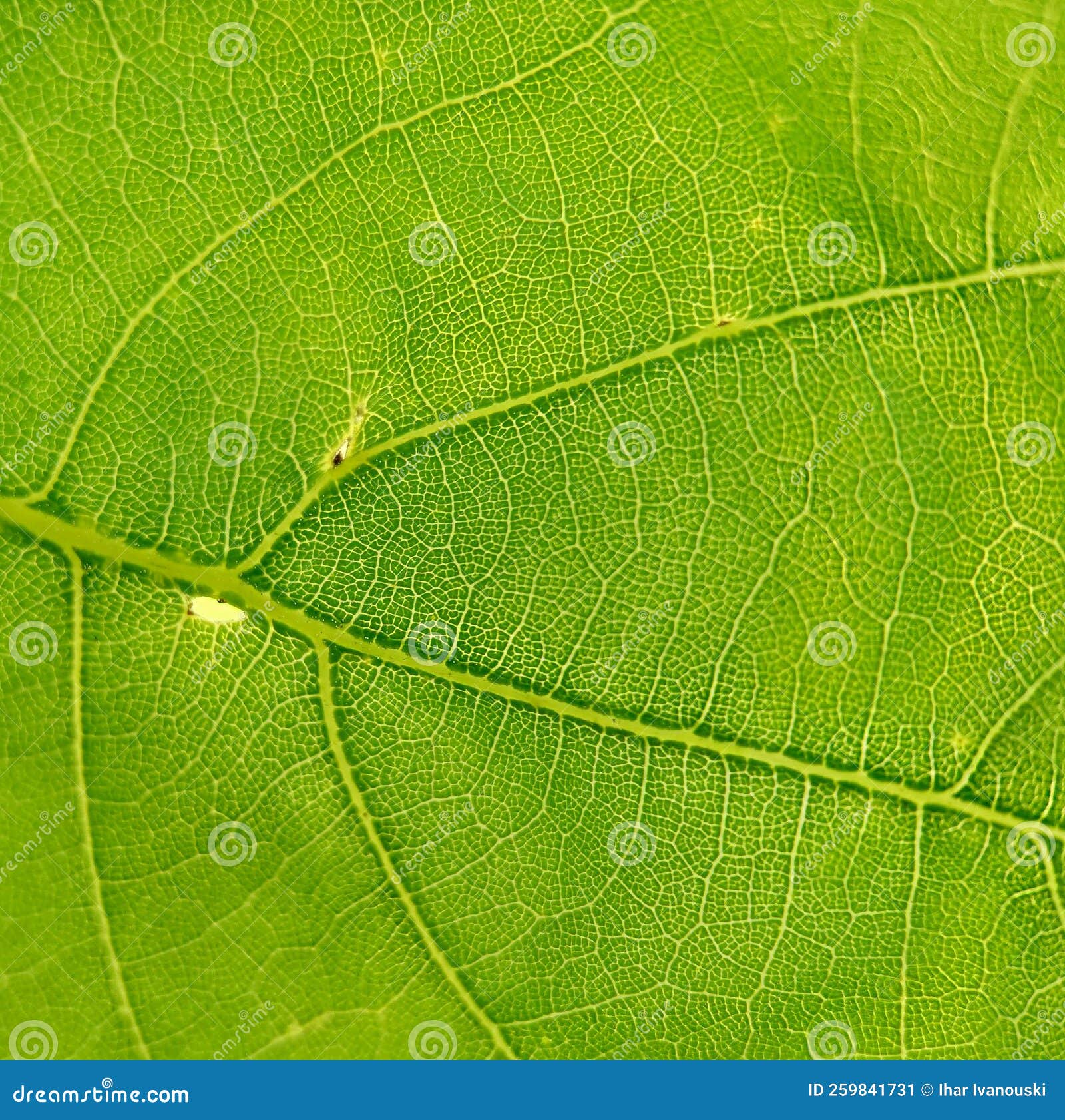 Background Image of a Green Oak Leaf with Veins Close-up Stock Image - Image of biology, leaf ...